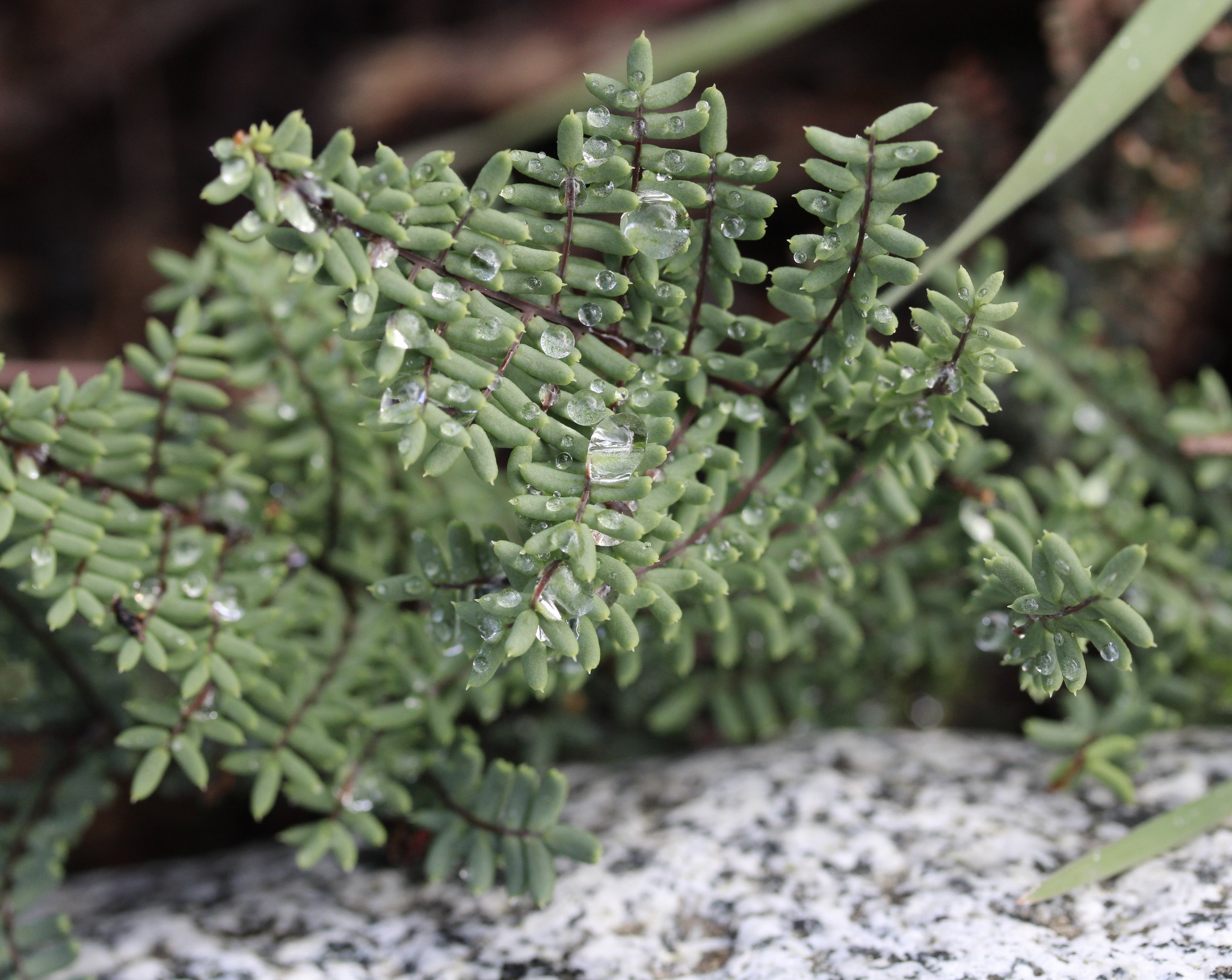 Pteridaceae