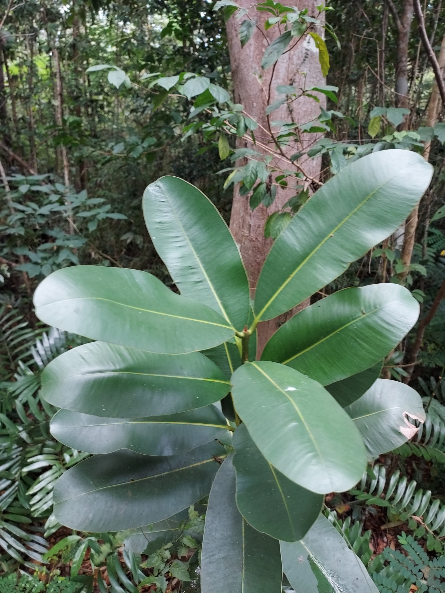 Calophyllum inophyllum L.