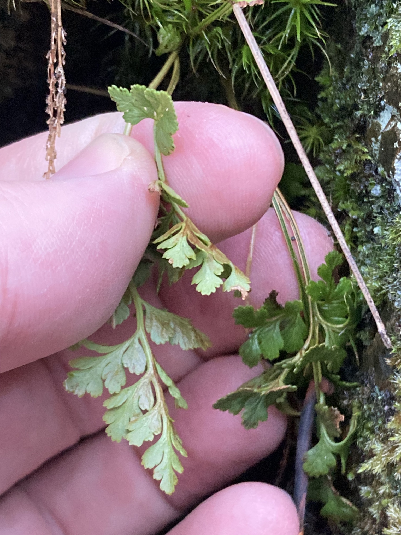Pteridaceae