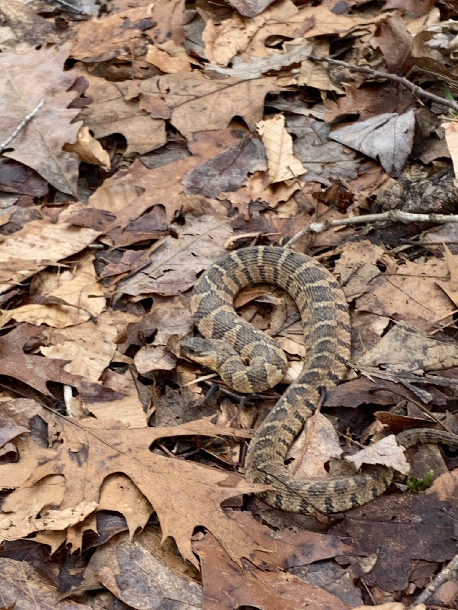 Nerodia sipedon (Linnaeus, 1758)