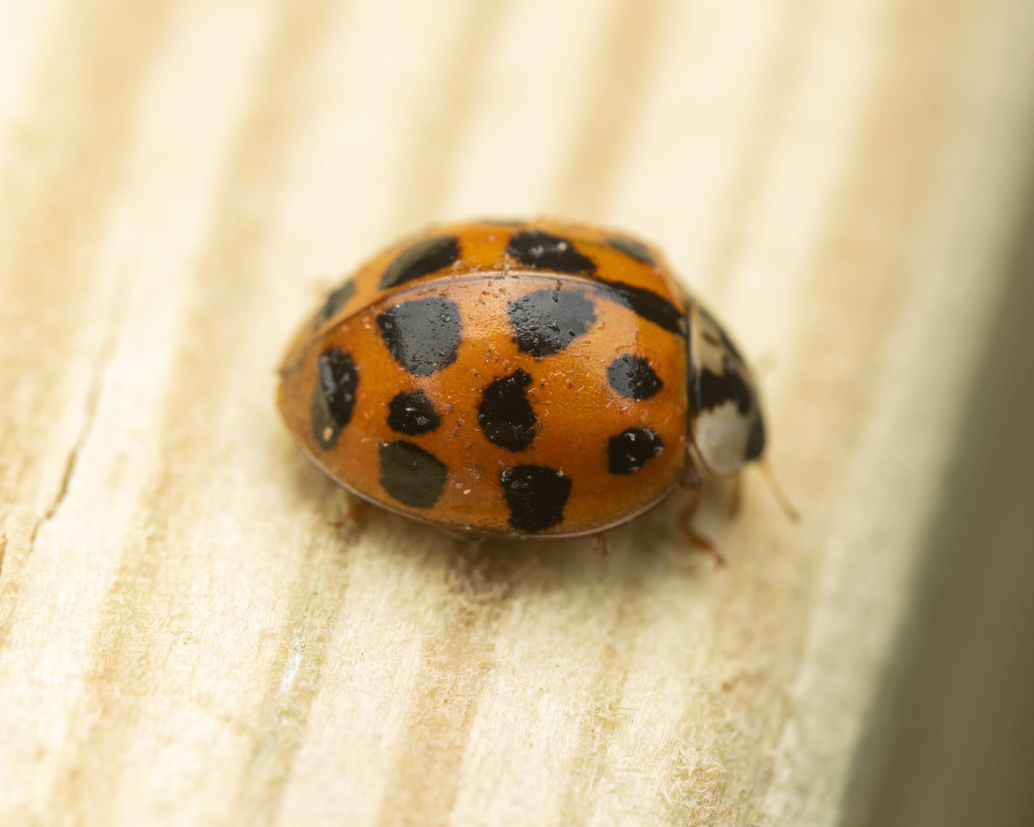 Harmonia axyridis (Pallas, 1773)