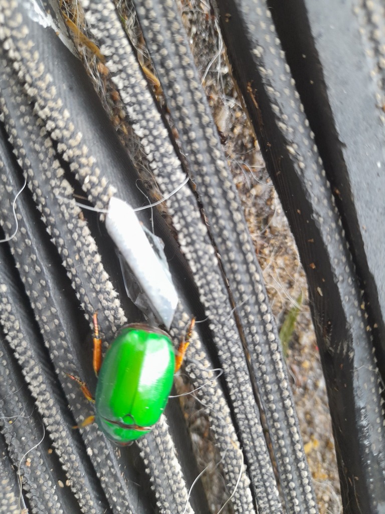 Anoplognathus smaragdinus from Tully Heads QLD 4854, Australia on ...