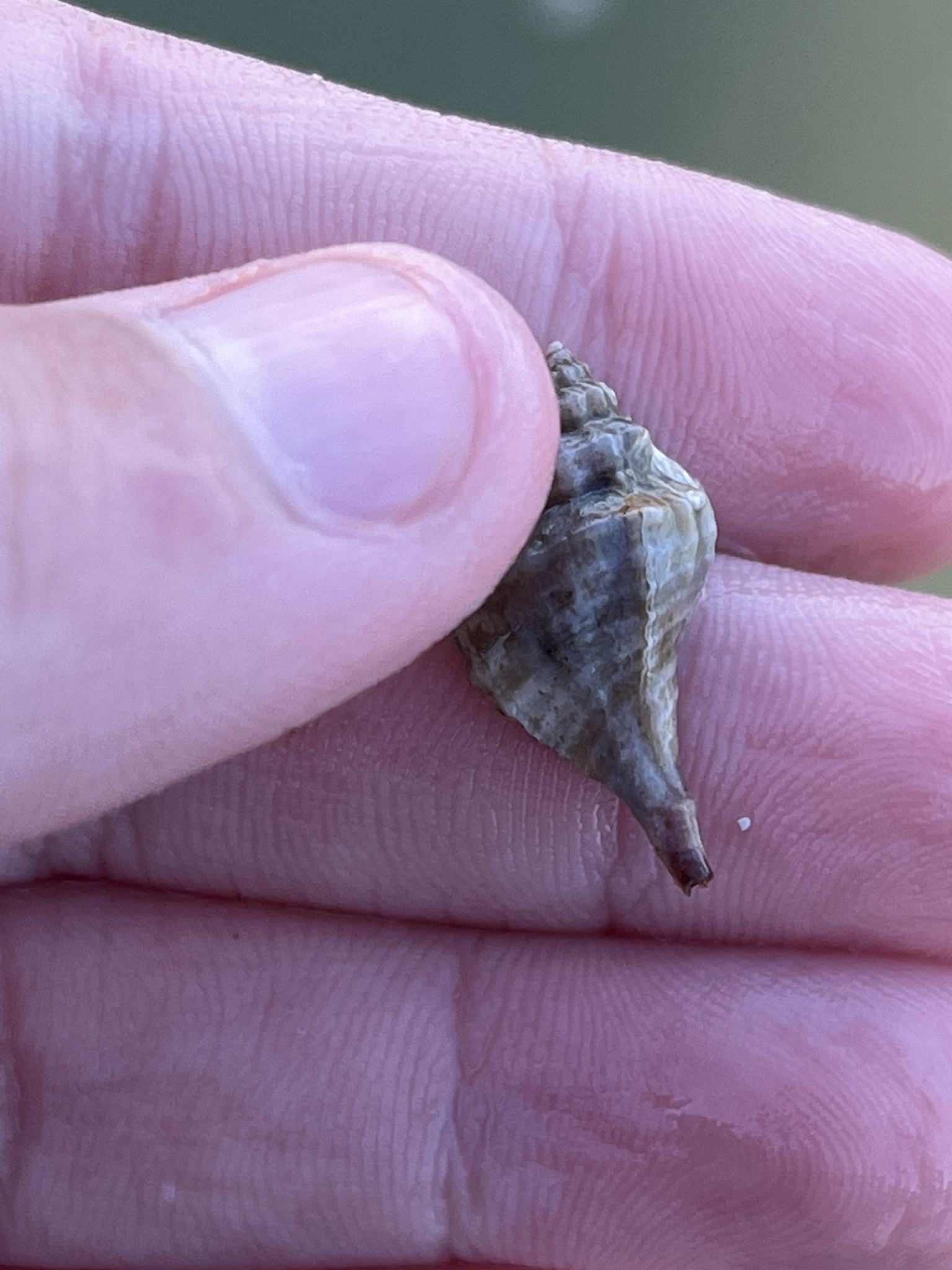 Eupleura caudata (Say, 1822)