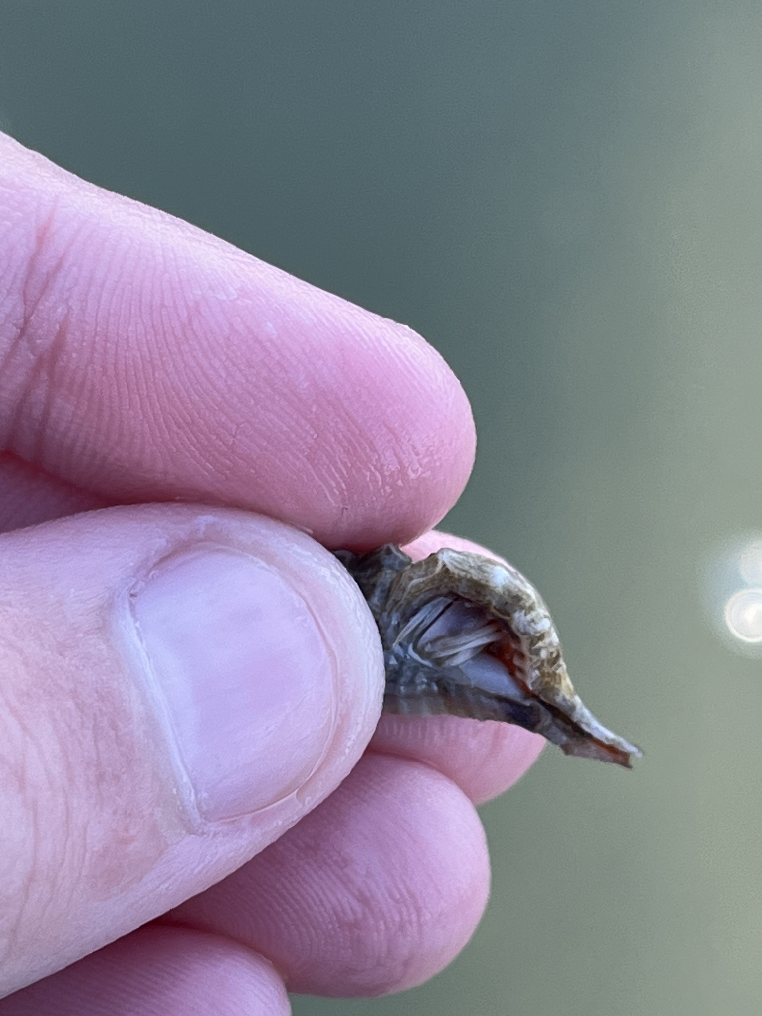 Eupleura caudata (Say, 1822)