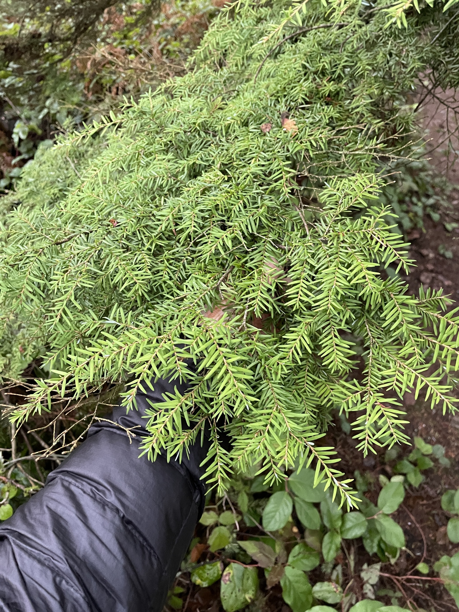 Tsuga heterophylla (Raf.) Sarg.