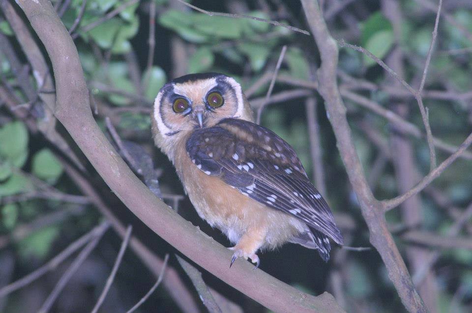 Buff-fronted Owl from dourado SP on September 3, 2013 by Bruno Lima ...