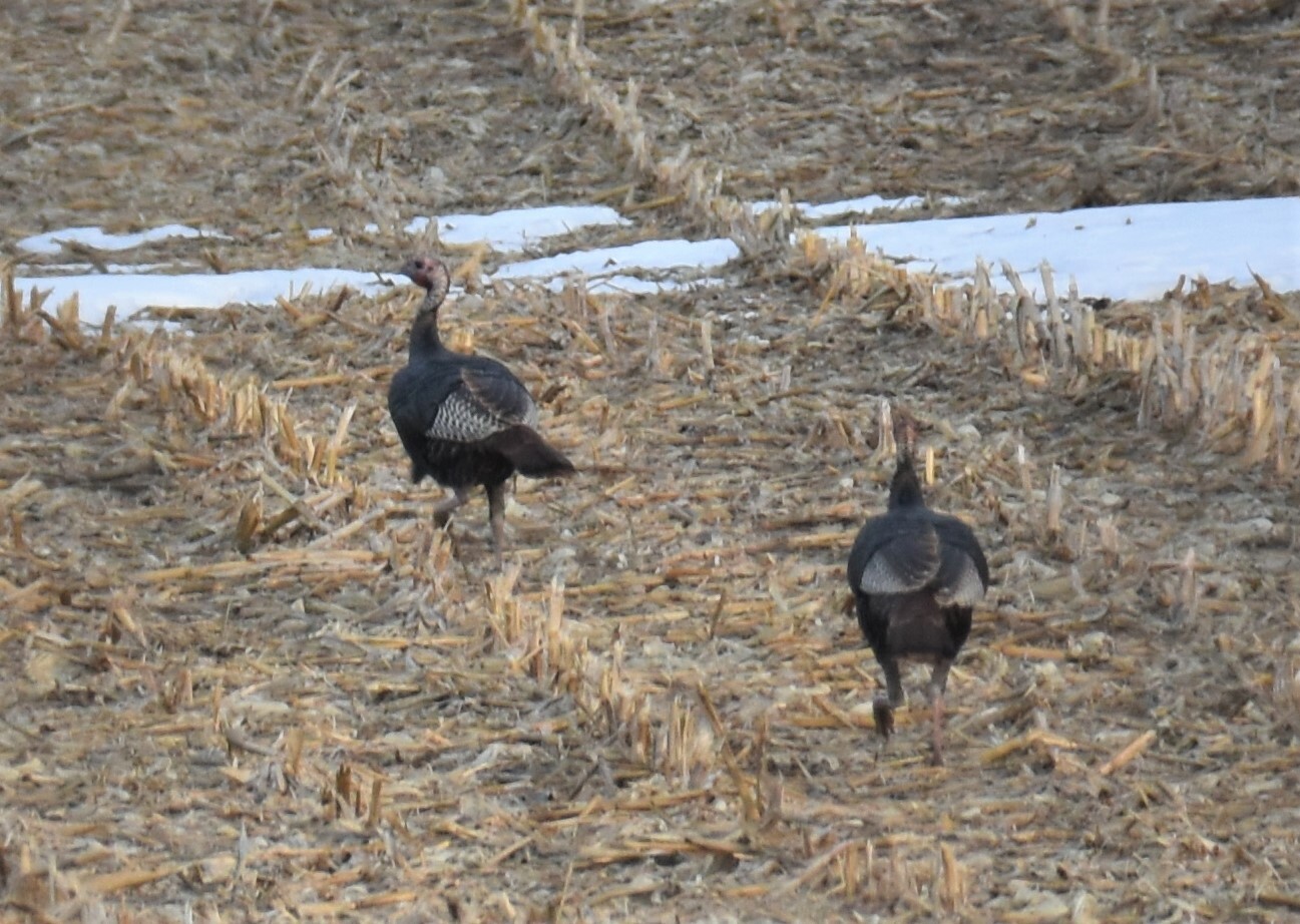 Meleagris Linnaeus, 1758