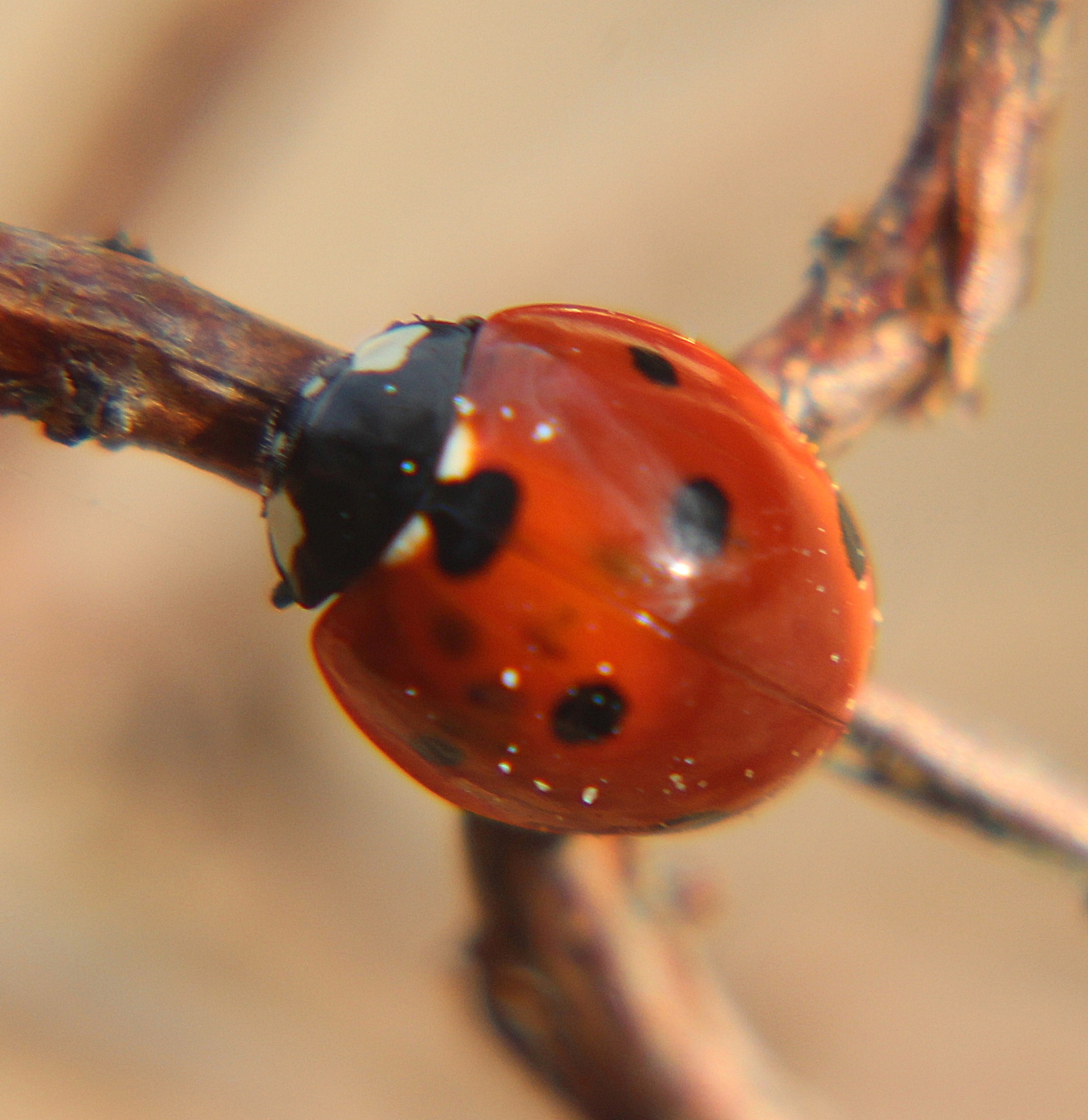 Coccinella septempunctata Linnaeus, 1758