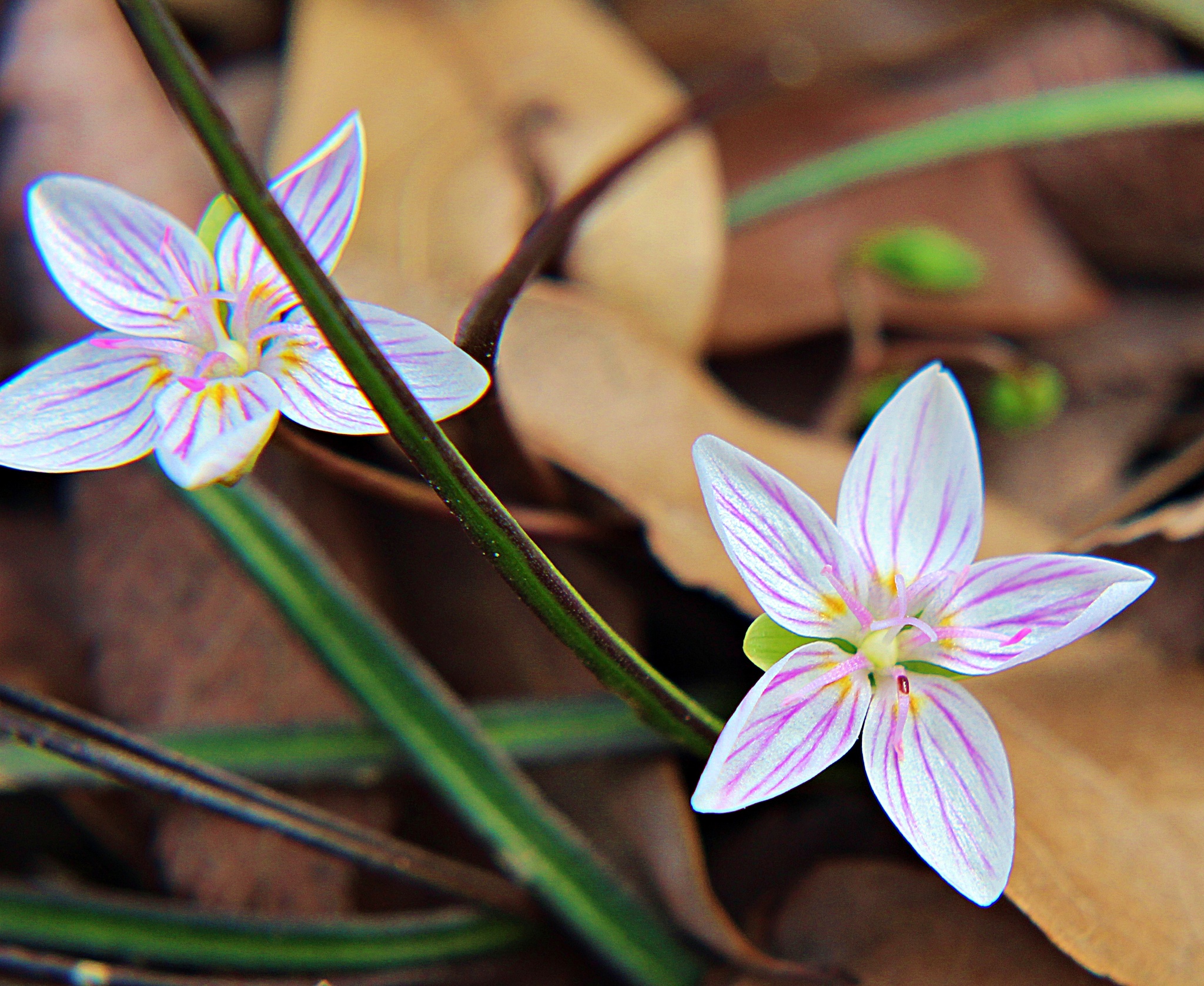 Claytonia L.