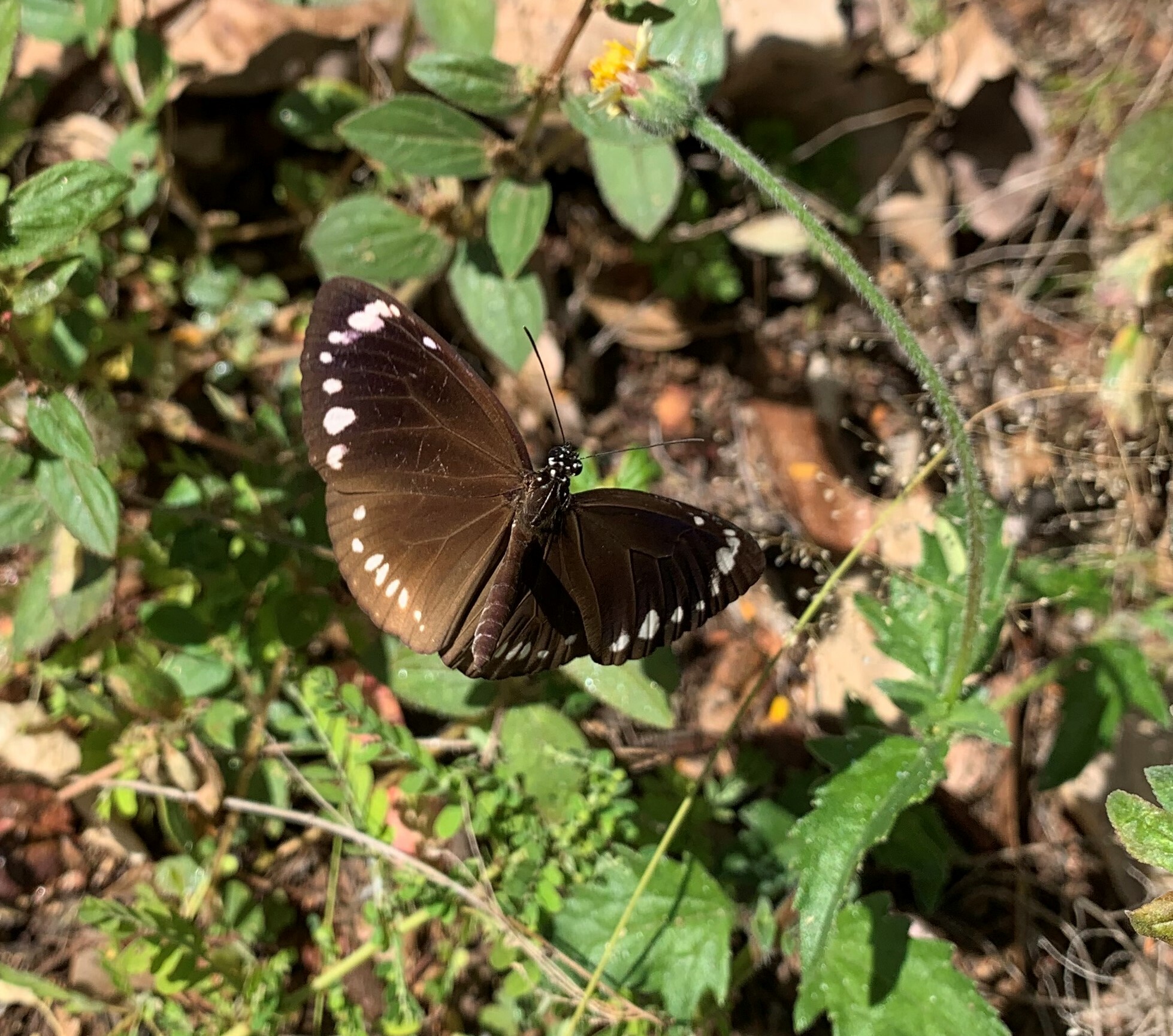 Euploea darchia (MacLeay, 1826)