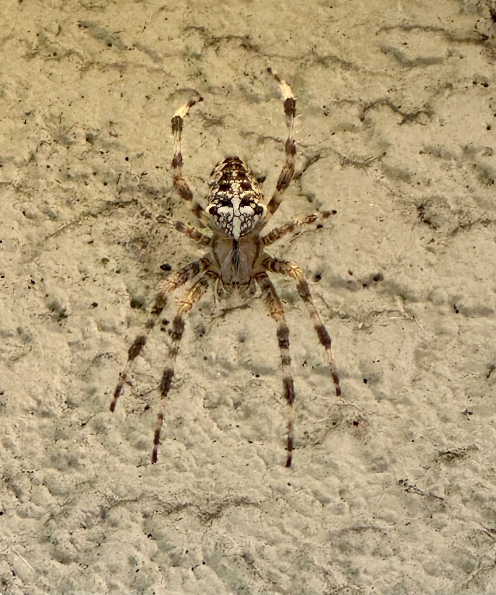 Araneus diadematus Clerck, 1757