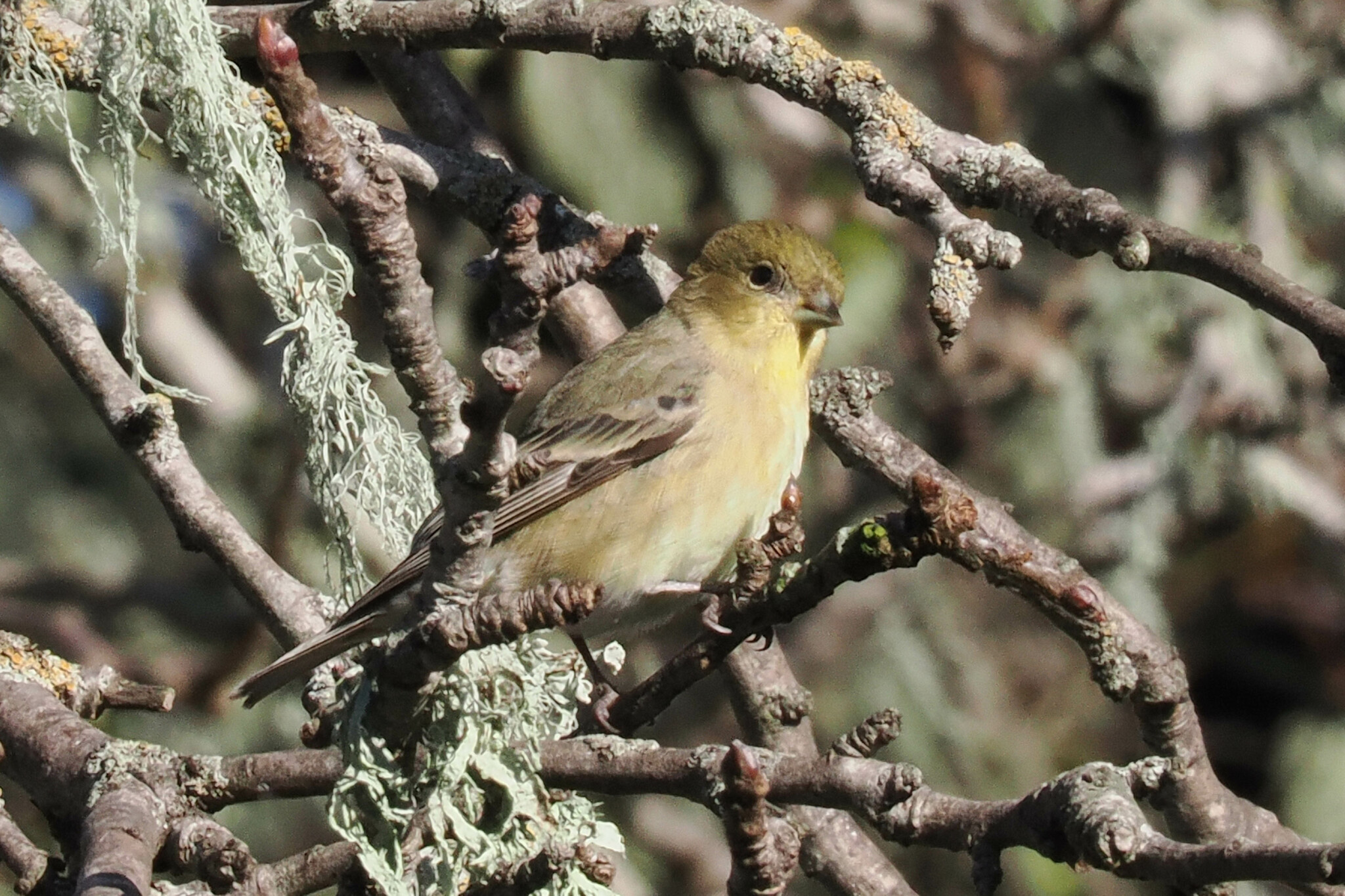 Spinus psaltria (Say, 1822)