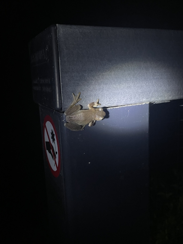 screaming tree frog from Joongah St, Randwick, NSW, AU on January 01 ...