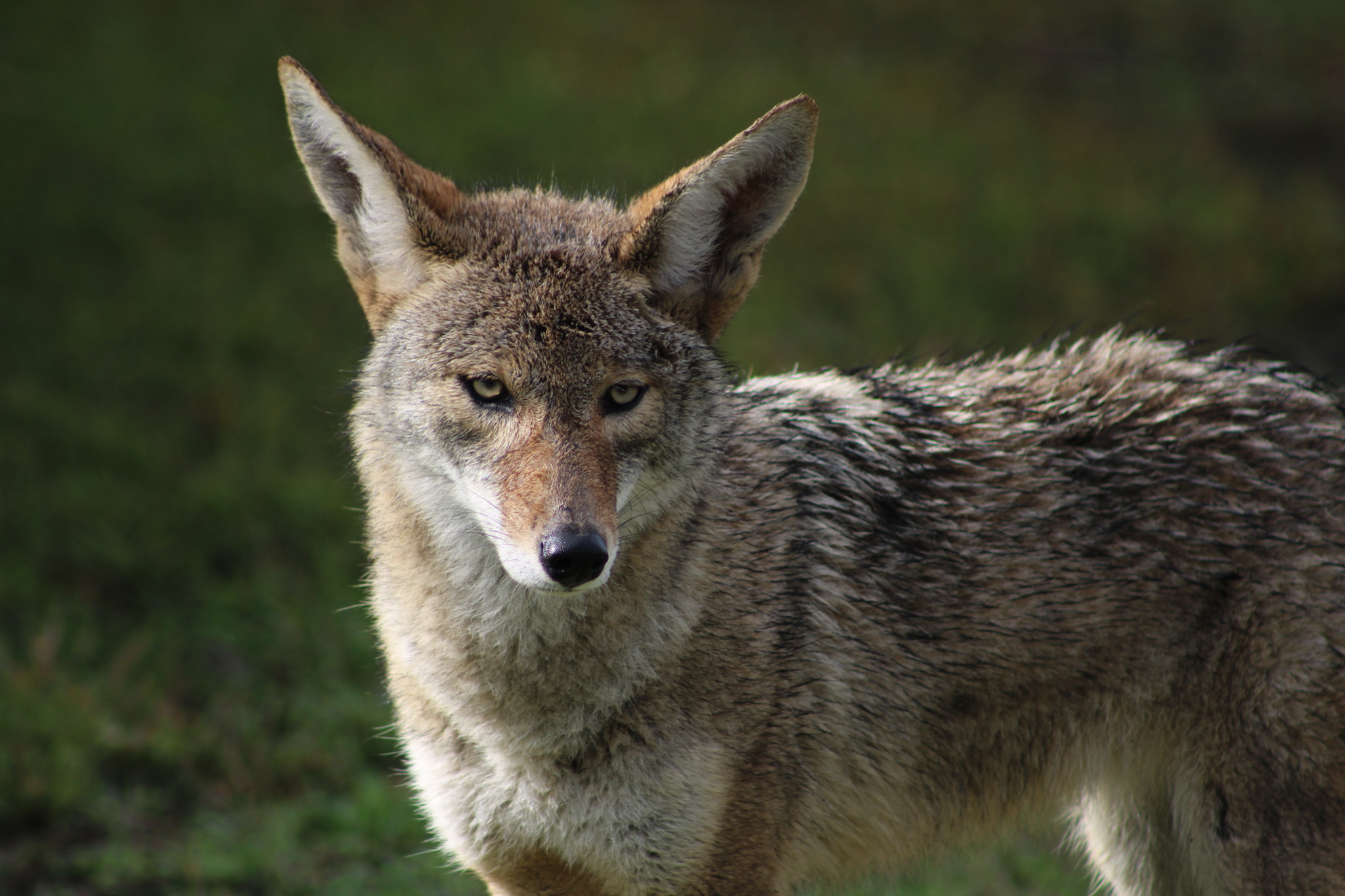 Canis Linnaeus, 1758