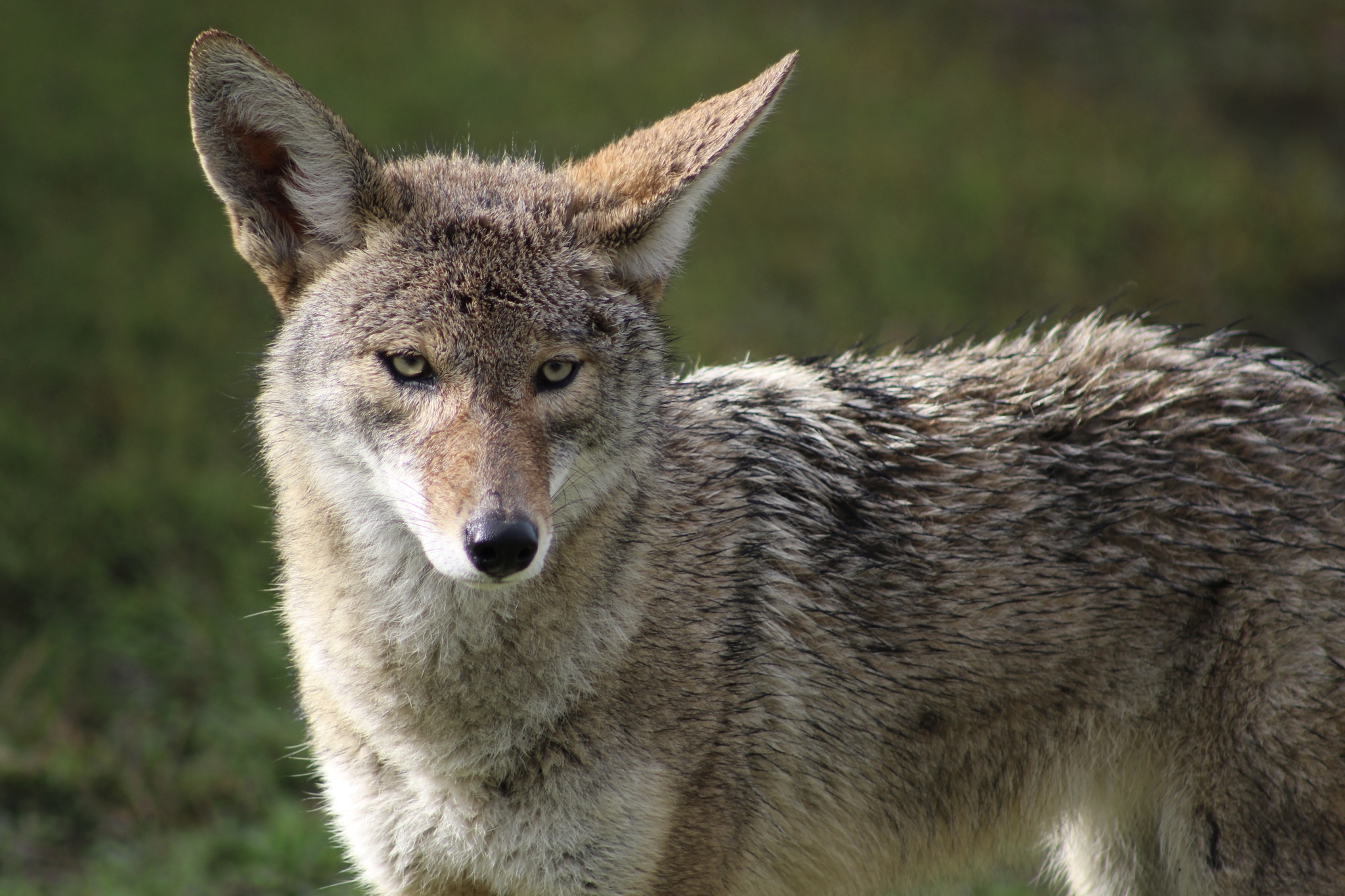 Canis Linnaeus, 1758