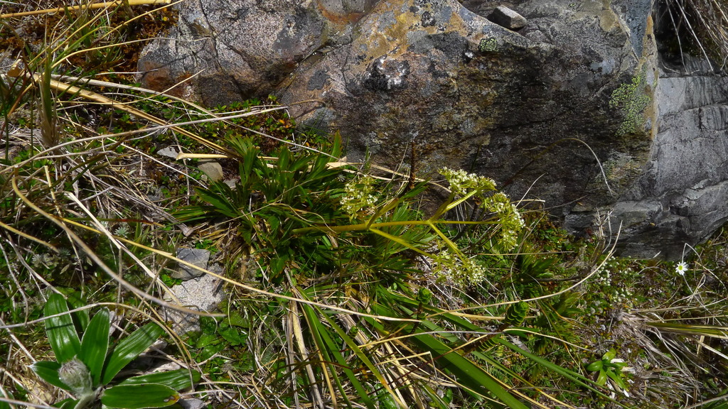 Aciphylla monroi from Selwyn District, Canterbury, New Zealand on ...