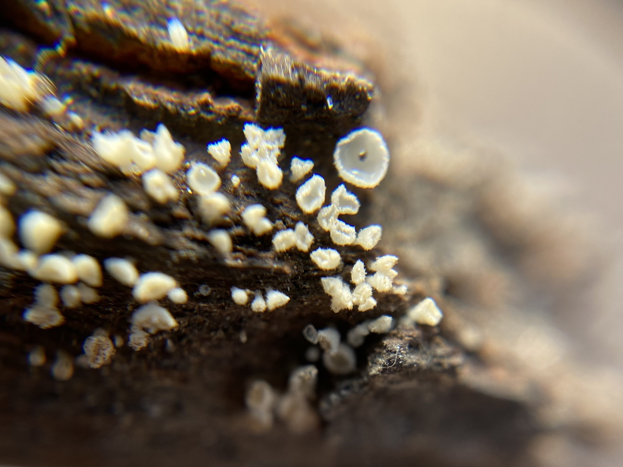 Lachnum virgineum (Batsch) P.Karst.