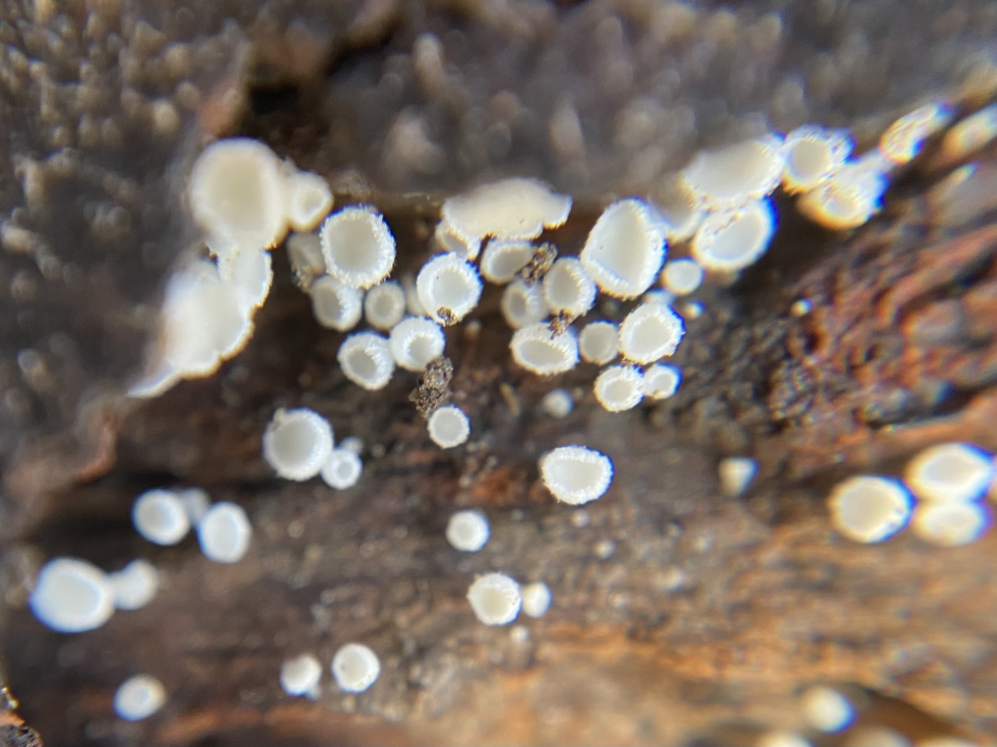 Lachnum virgineum (Batsch) P.Karst.