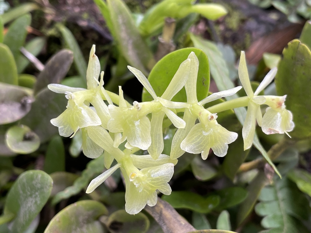 Epidendrum difforme from Gros Islet, LC on January 1, 2023 at 12:15 PM ...