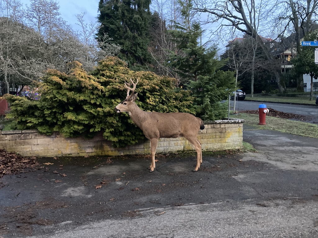 Columbian Black-tailed Deer from Manor Rd, Victoria, BC, CA on January ...