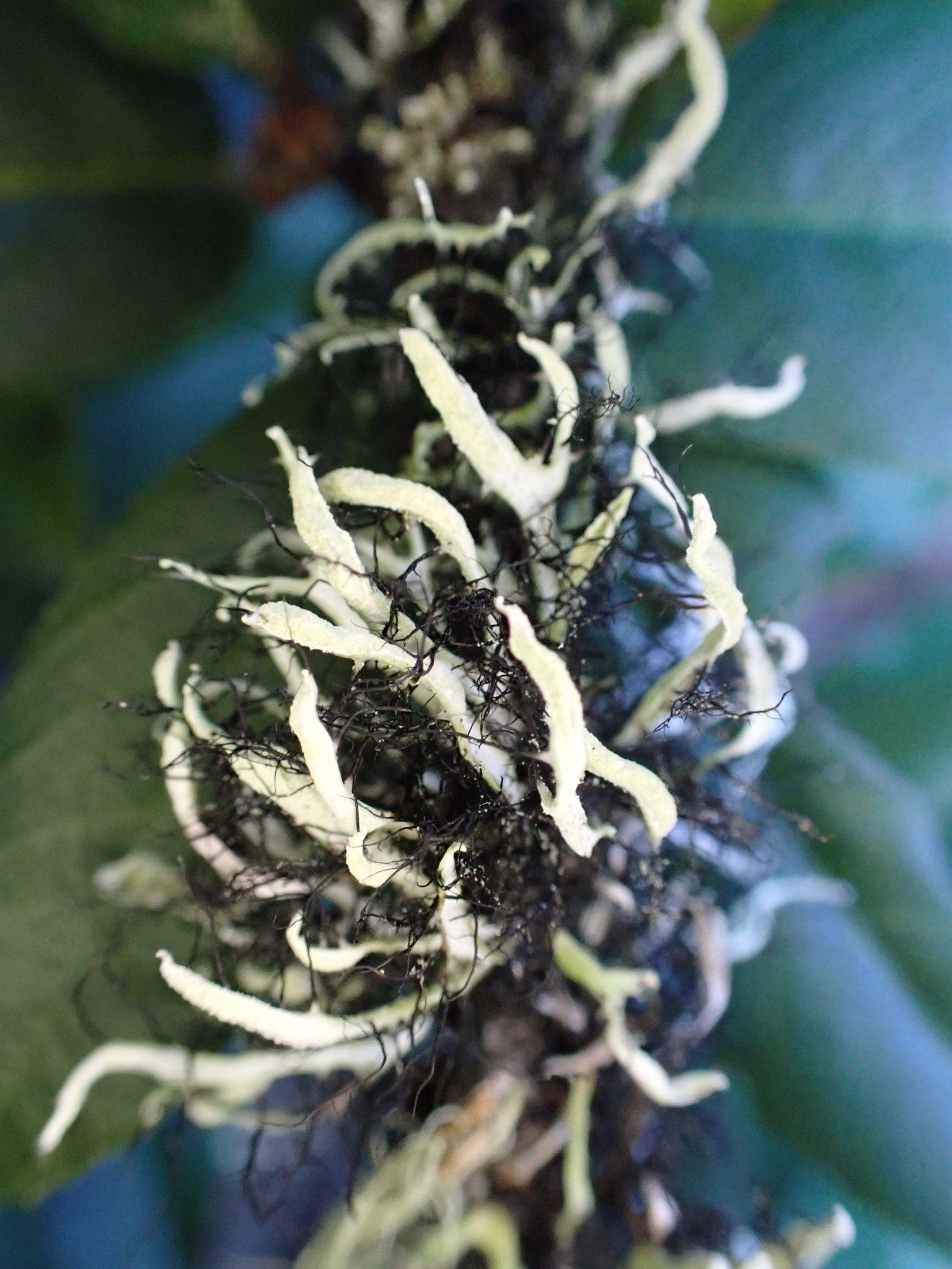 Leucodermia leucomelos (L.) Kalb