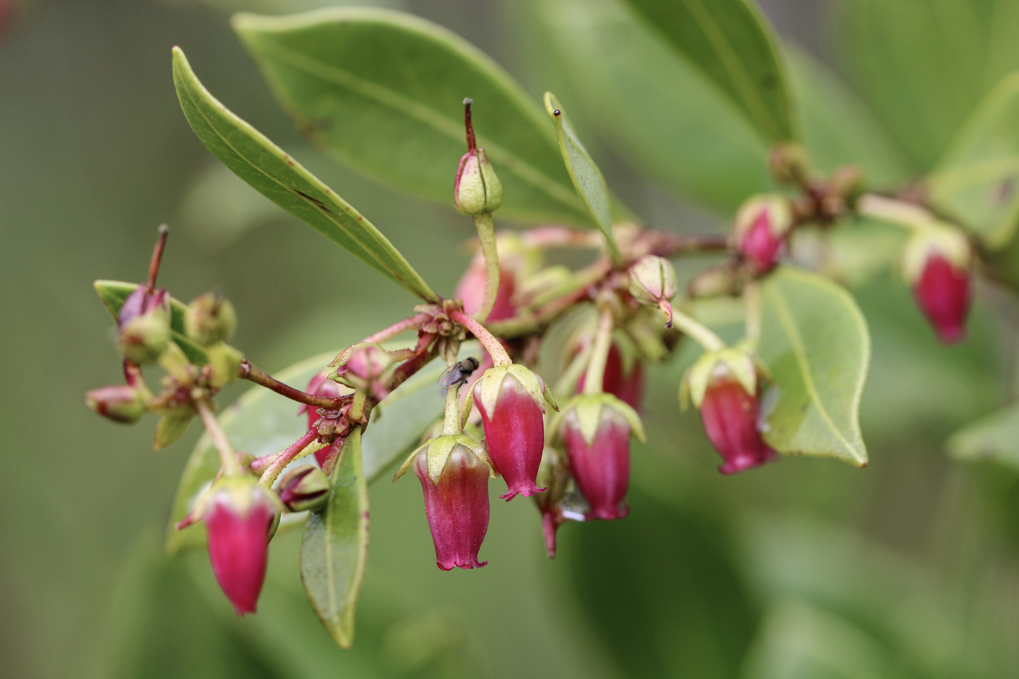Lyonia lucida (Lam.) C.Koch