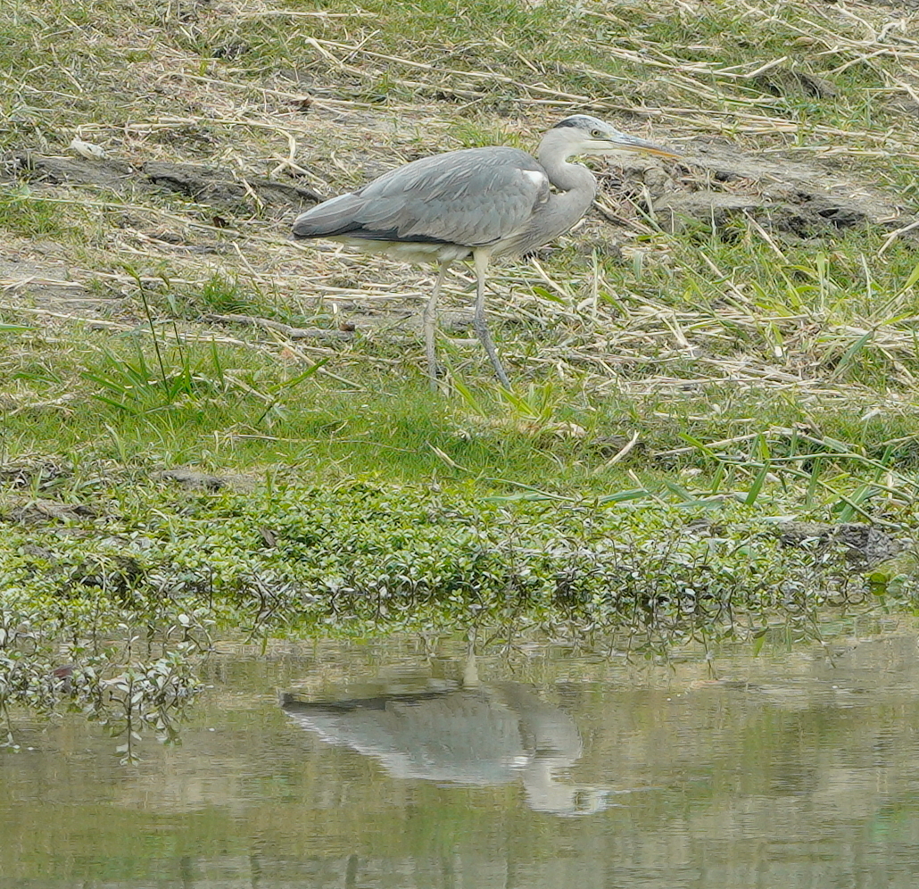Ardea cinerea Linnaeus, 1758