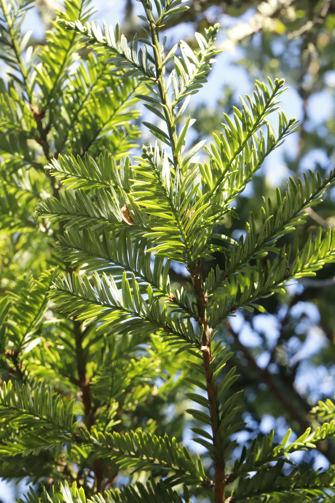 Sequoia sempervirens (D.Don) Endl.