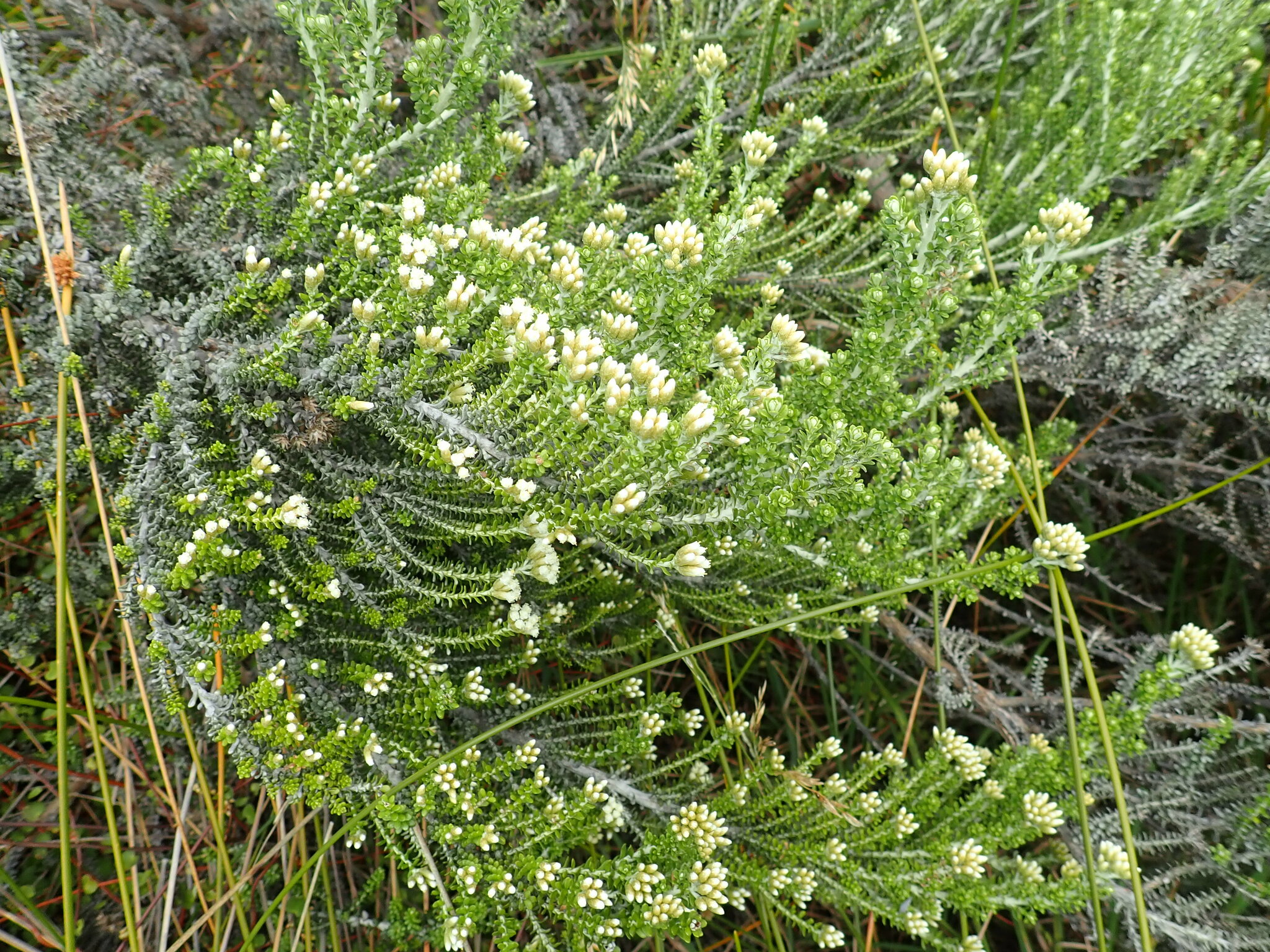 Ozothamnus R.Br.