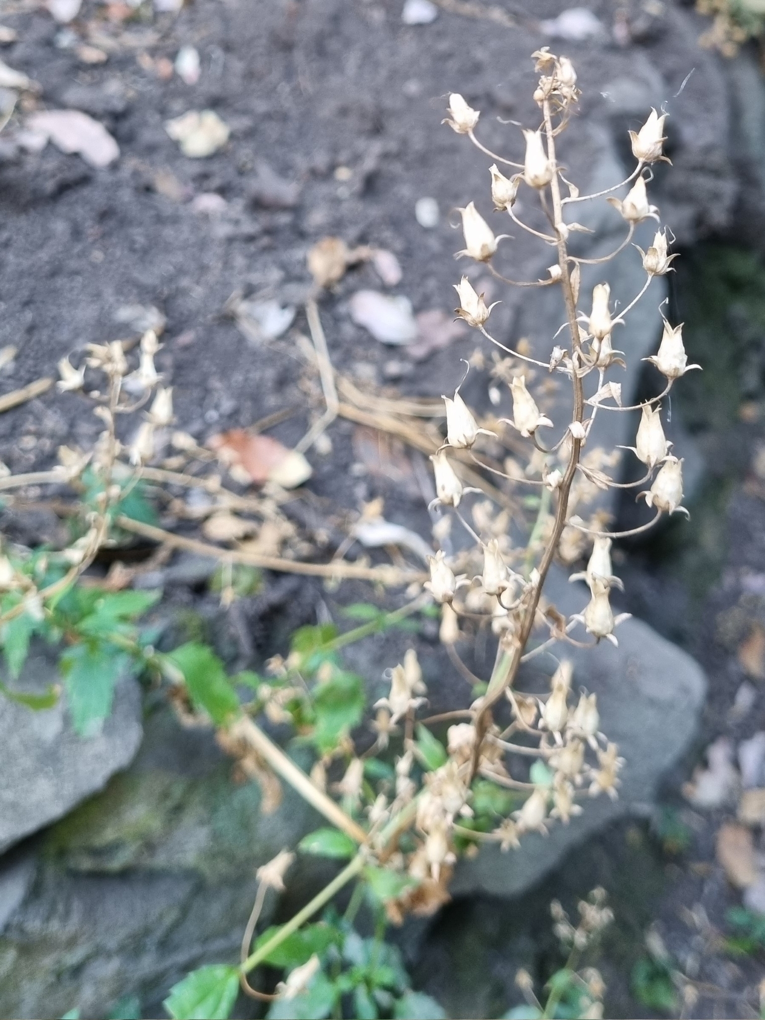 Scrophulariaceae