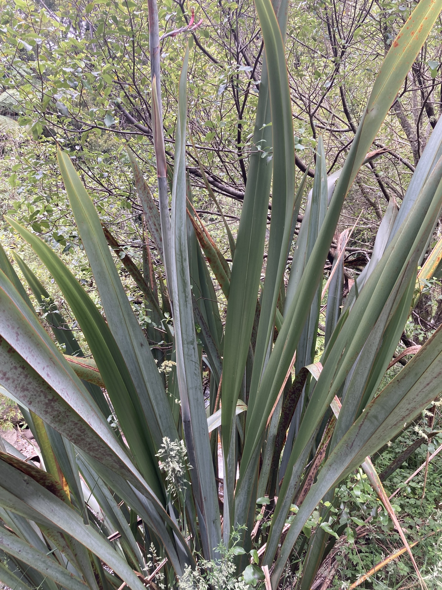 Asphodelaceae