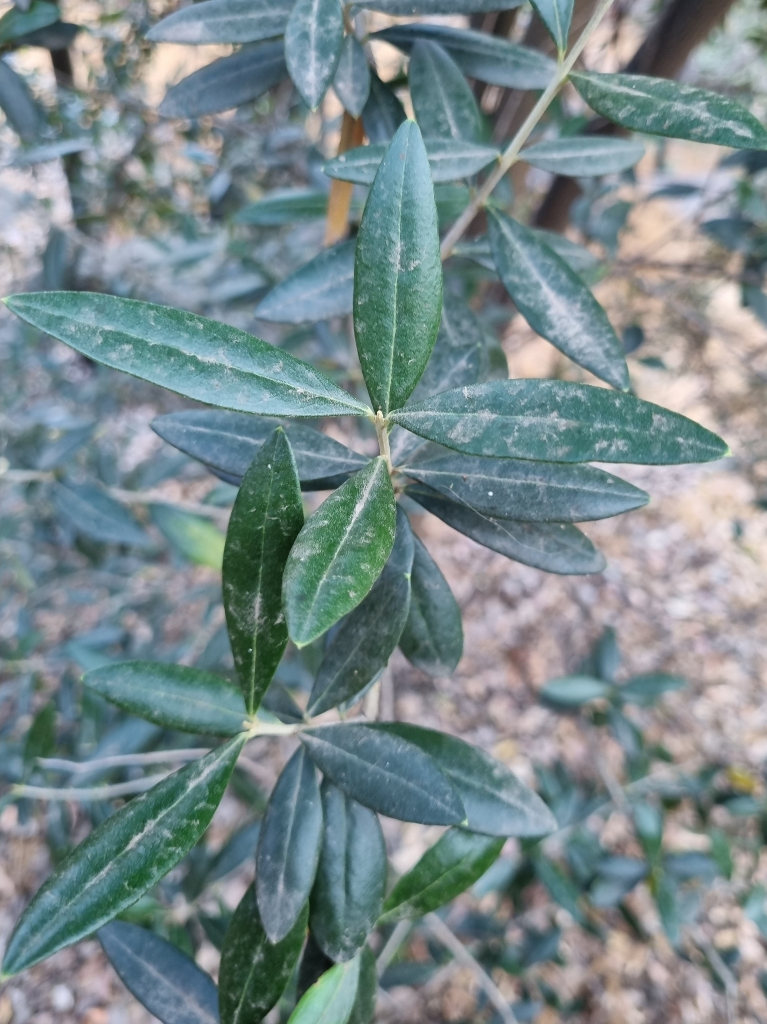 Olea europaea L.