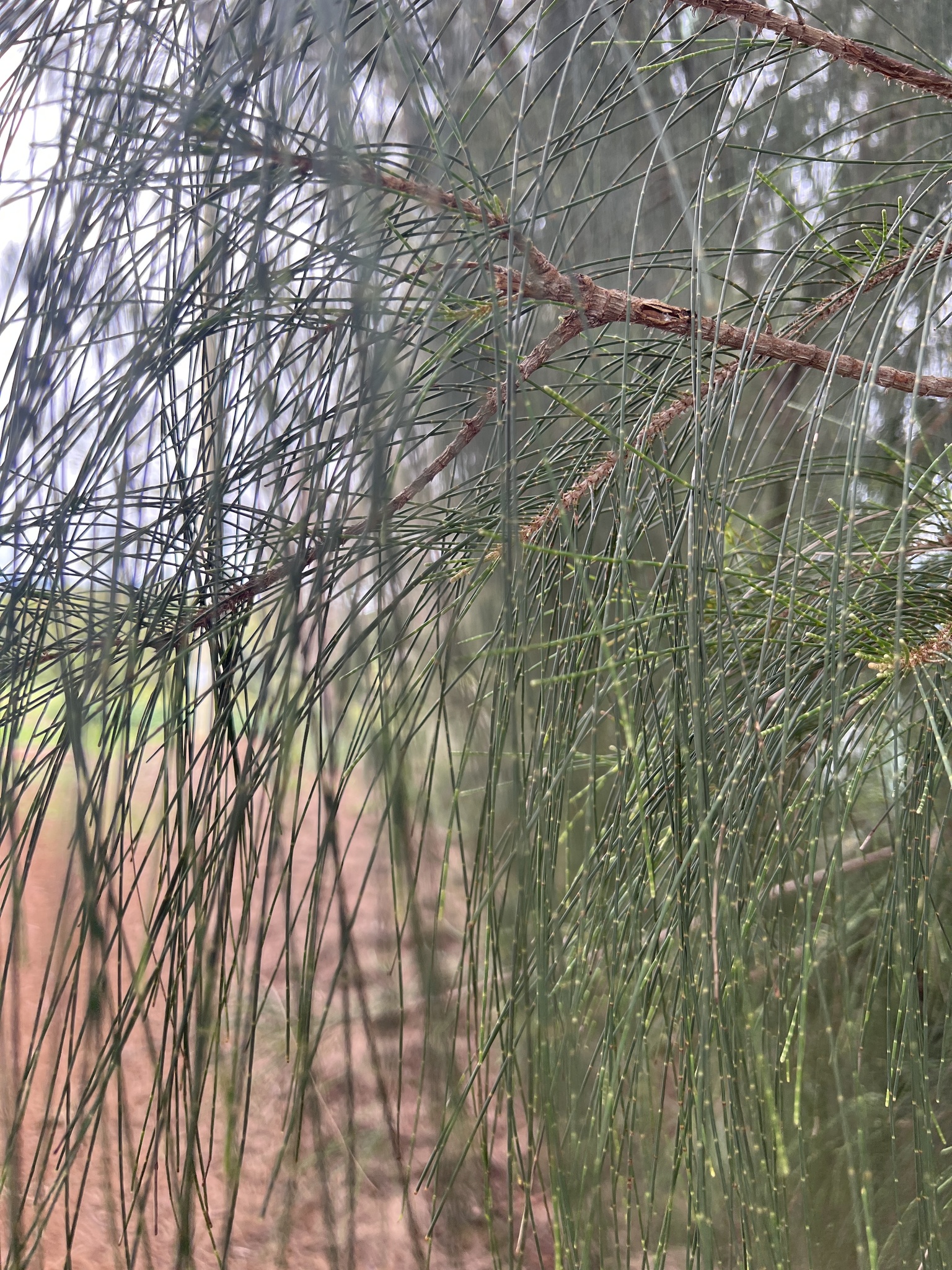 Casuarina equisetifolia L.
