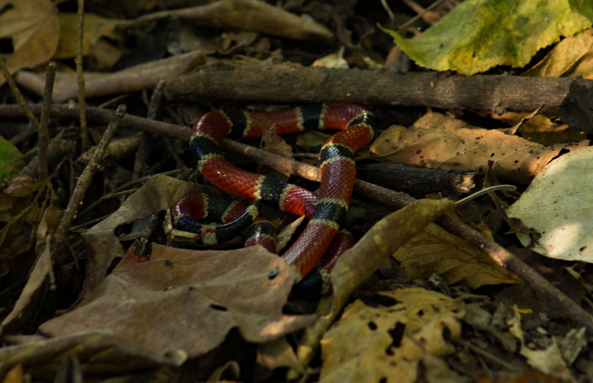 Micrurus nigrocinctus (Girard, 1854)