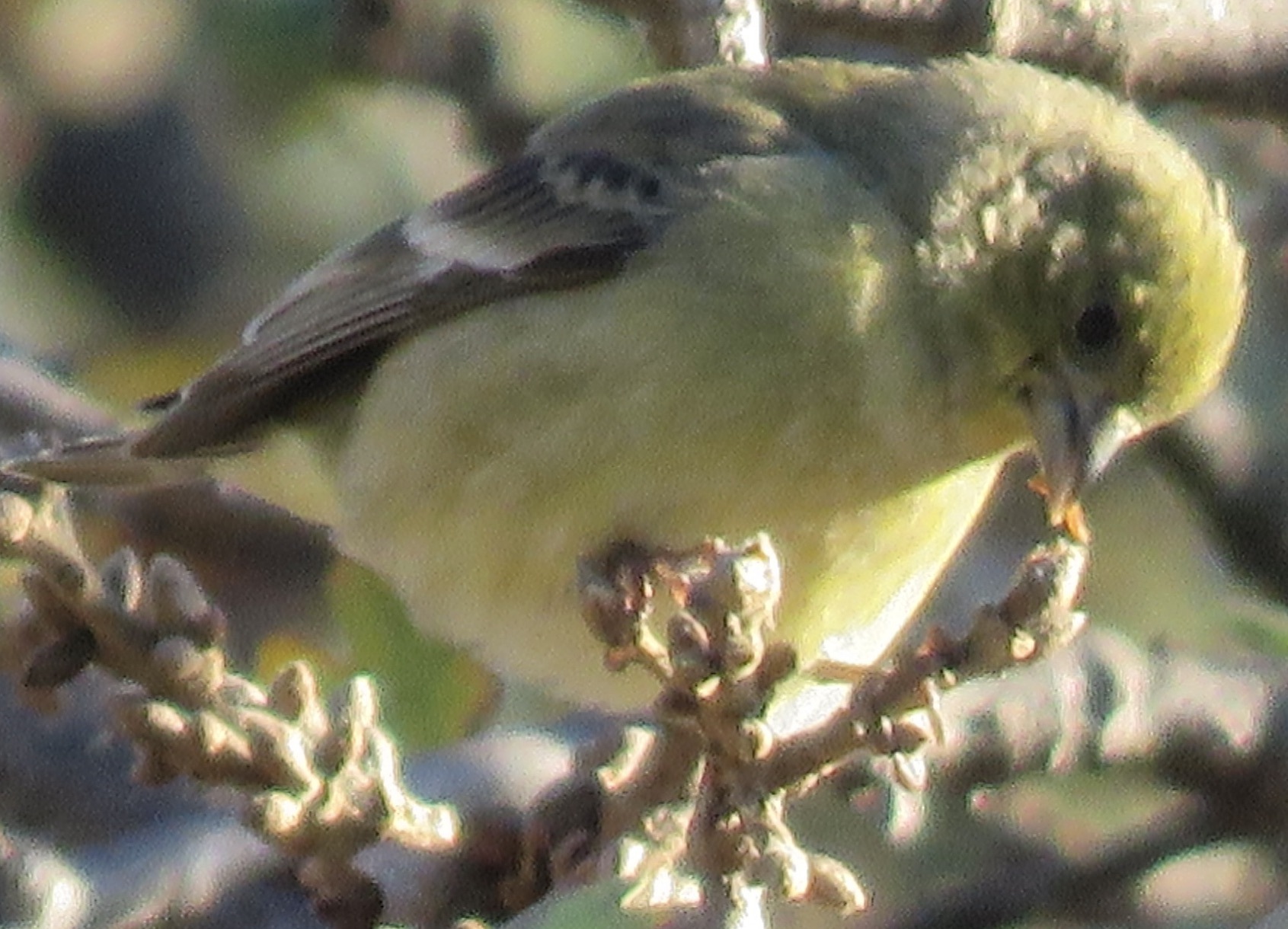 Spinus psaltria (Say, 1822)