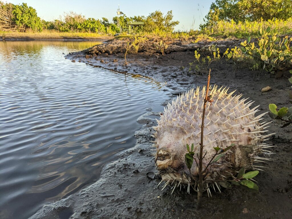 Spotted Porcupinefish from Guayama, Puerto Rico on January 1, 2023 at ...