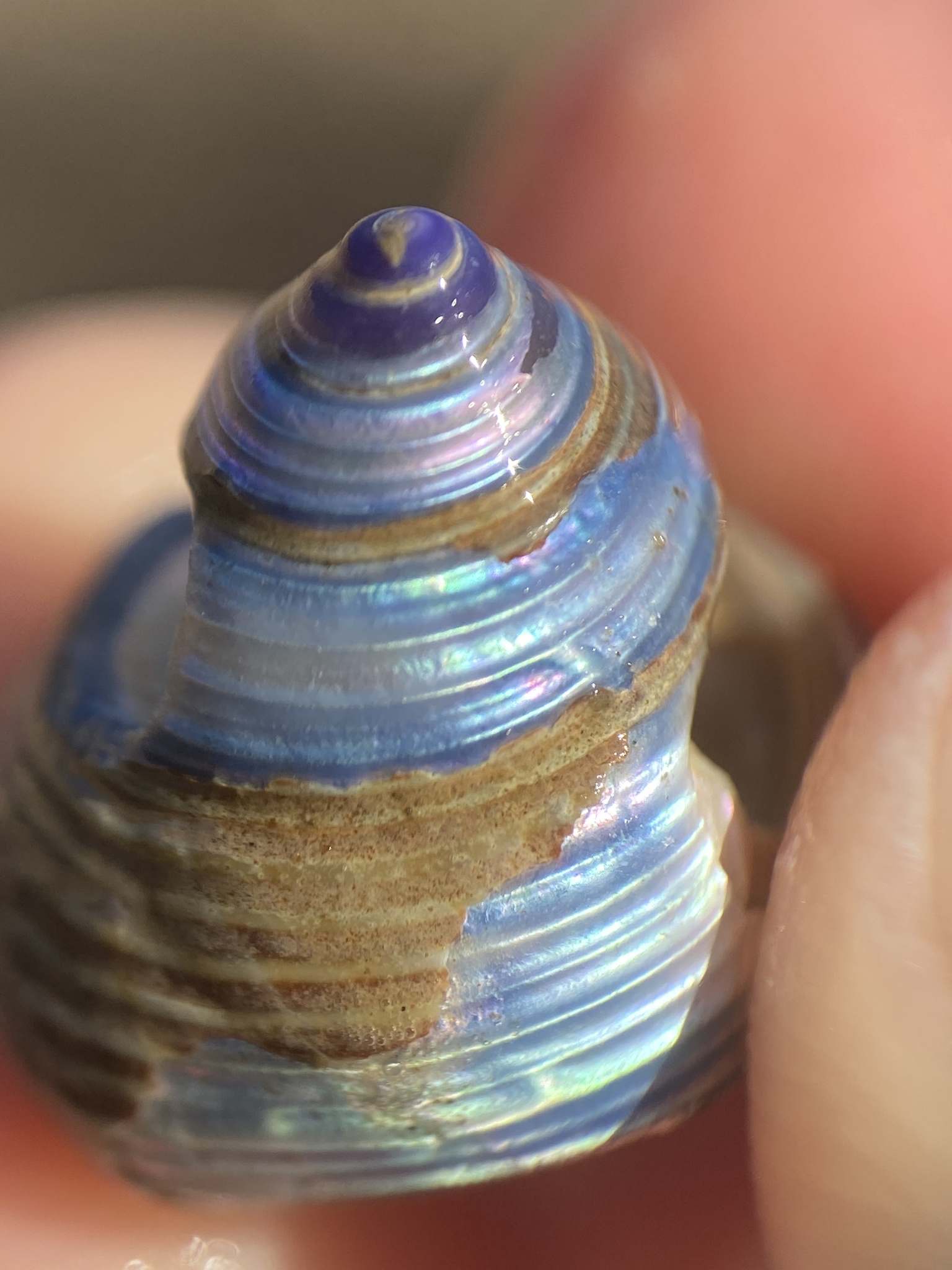 Calliostoma Swainson, 1840