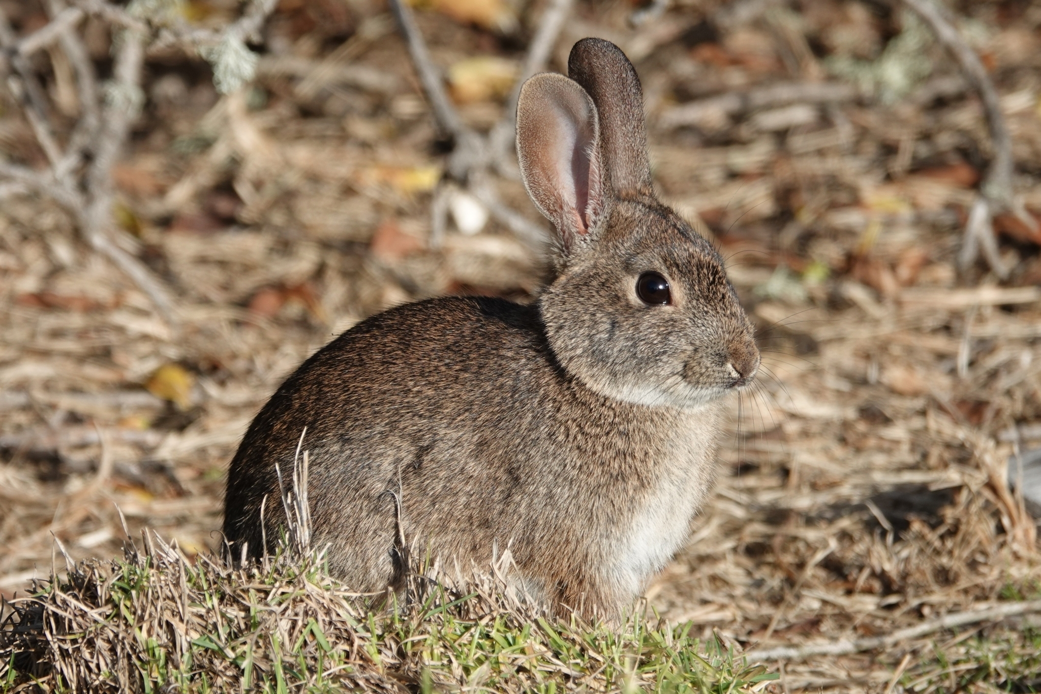 Sylvilagus bachmani (Waterhouse, 1839)