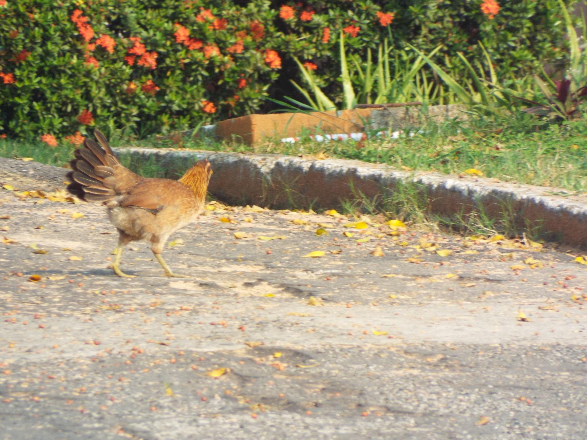 Gallus gallus (Linnaeus, 1758)