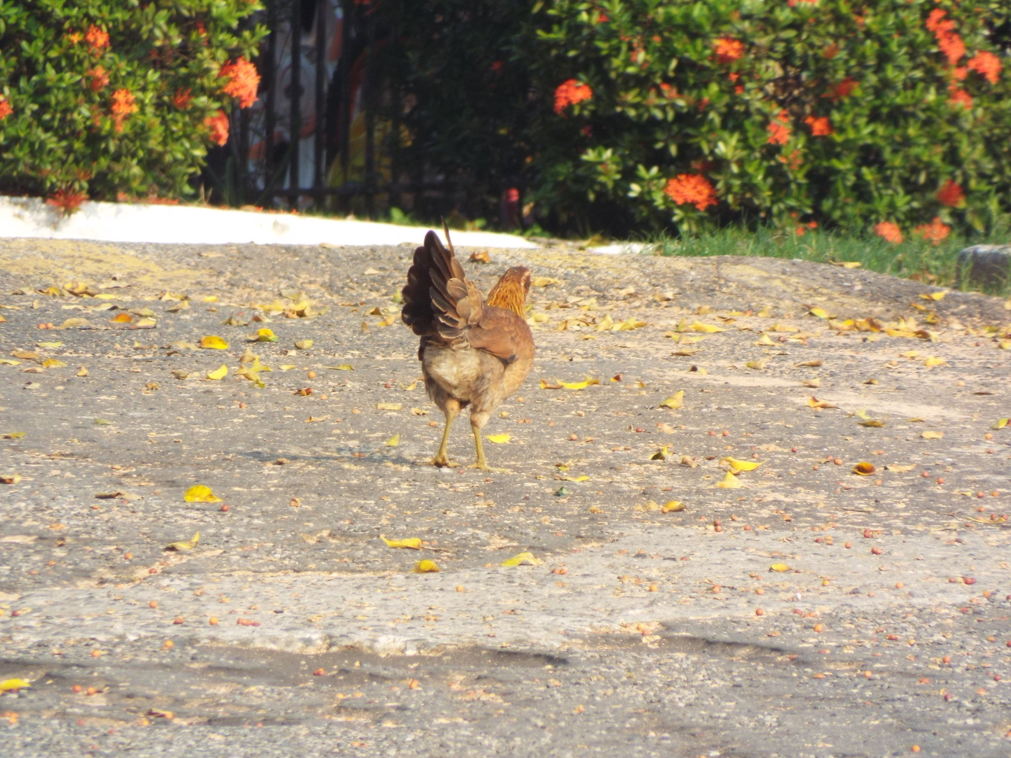 Gallus gallus (Linnaeus, 1758)