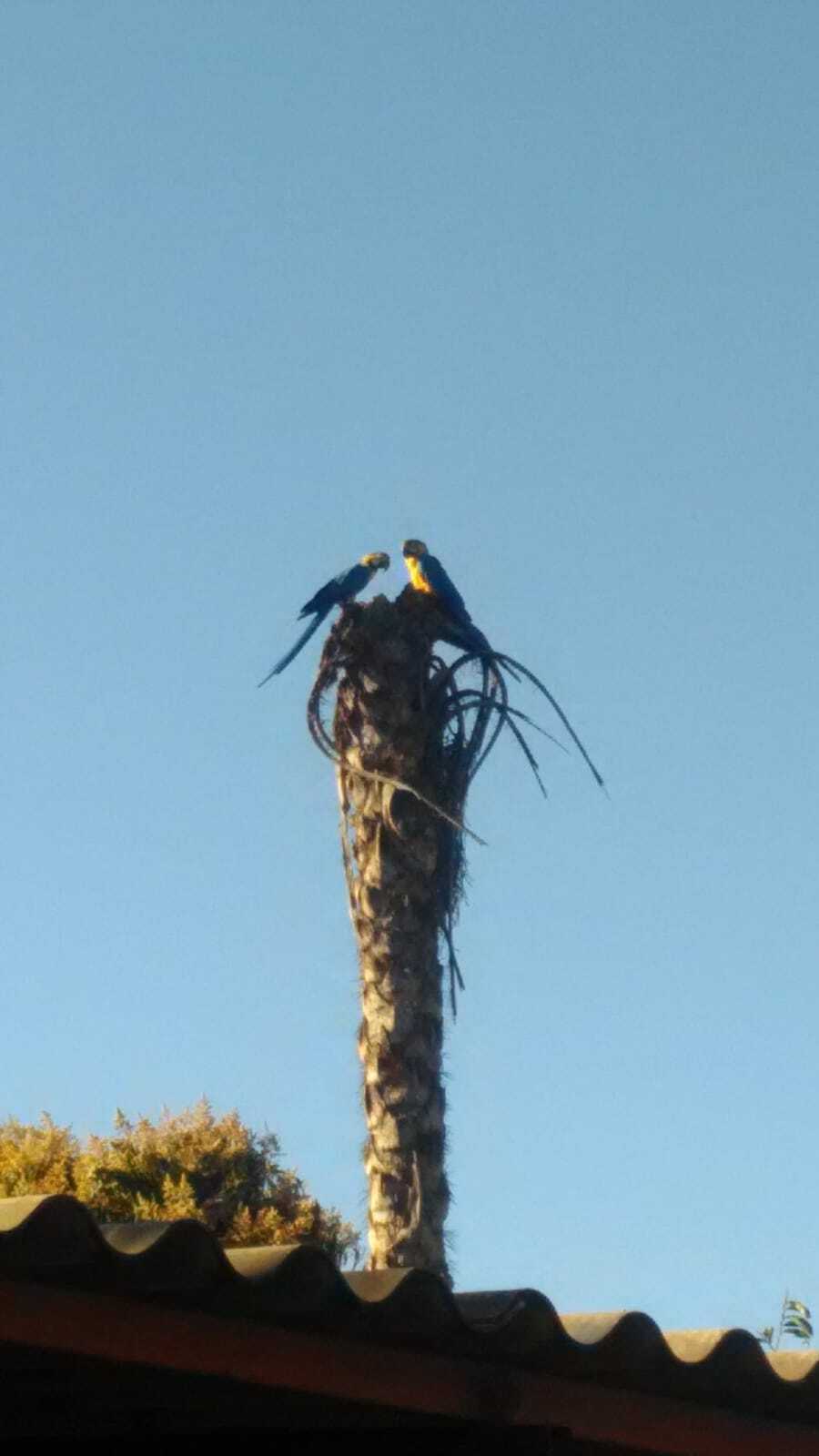 Ara ararauna (Linnaeus, 1758)