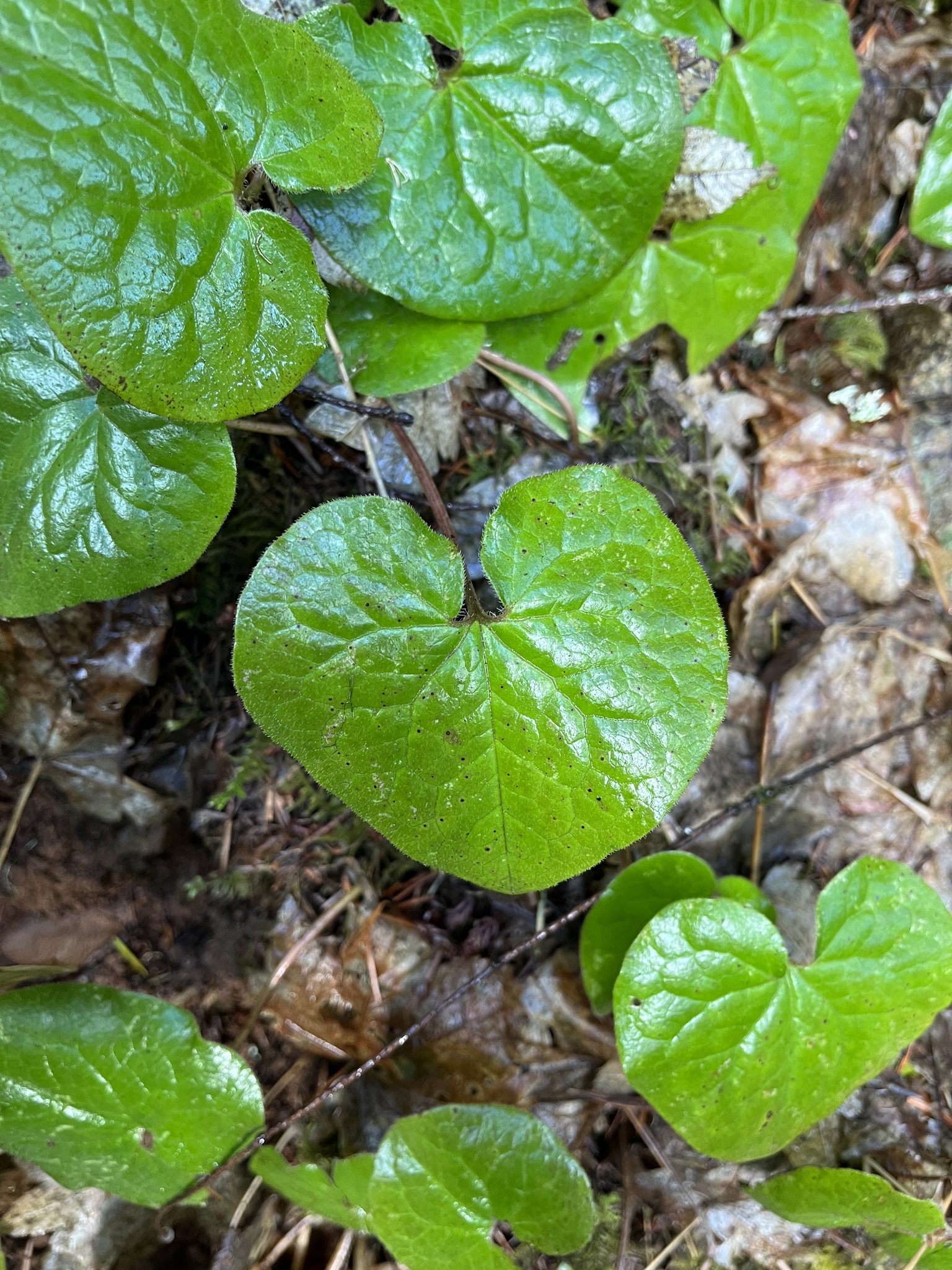 Piperales