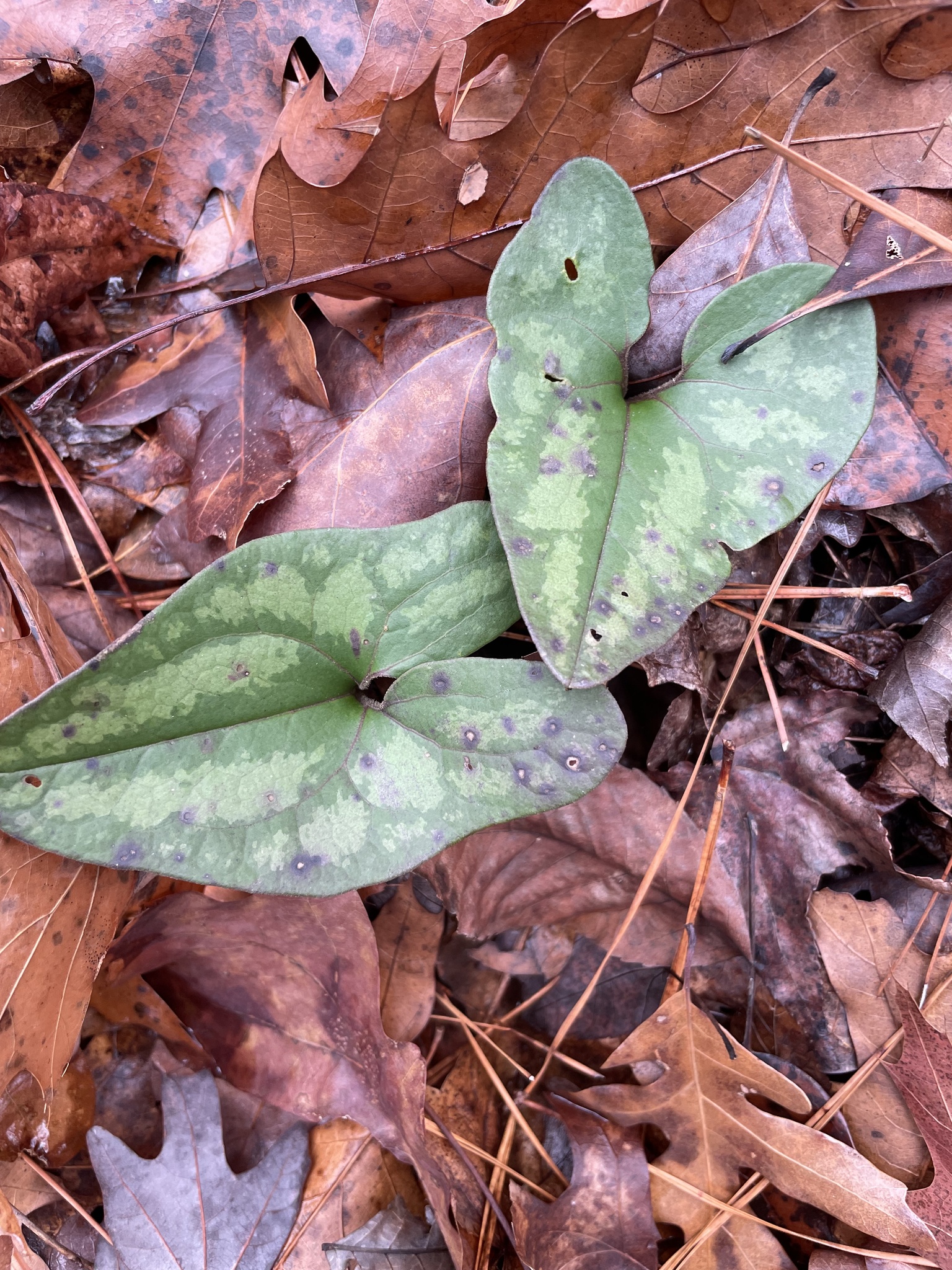 Piperales