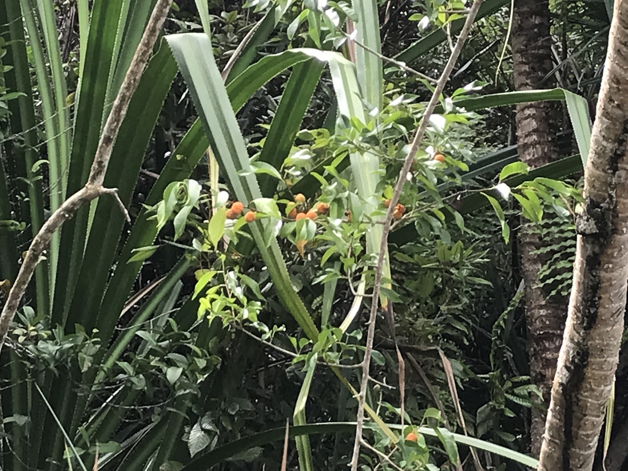 Maclura cochinchinensis (Lour.) Corner