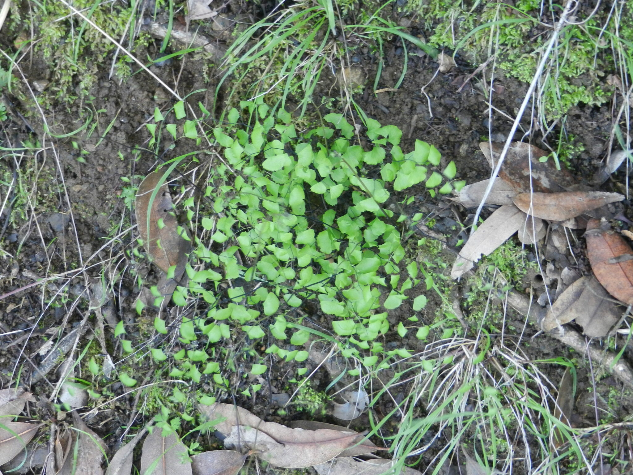 Adiantum L.