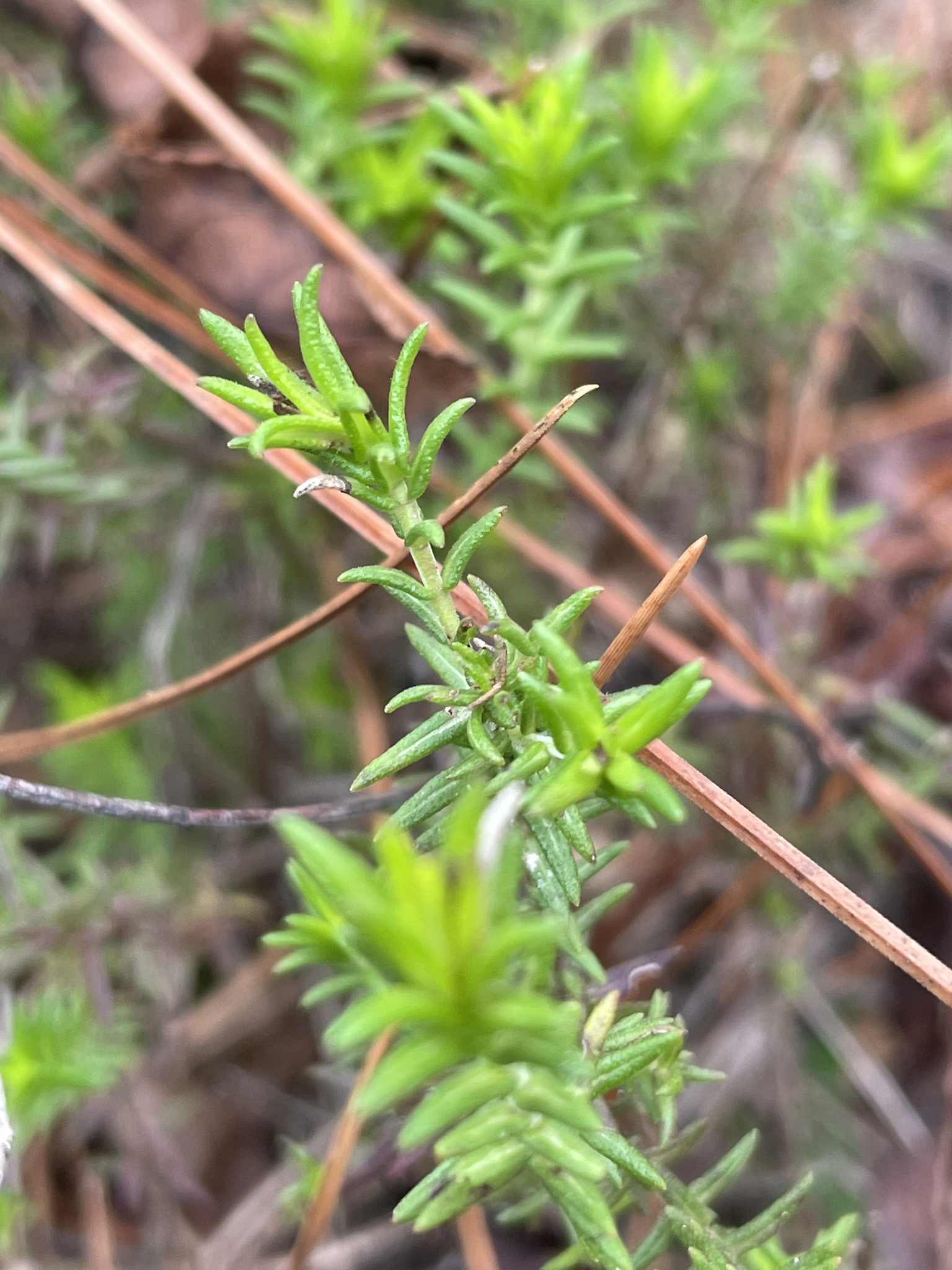 Piloblephis rigida (W.Bartram ex Benth.) Raf.