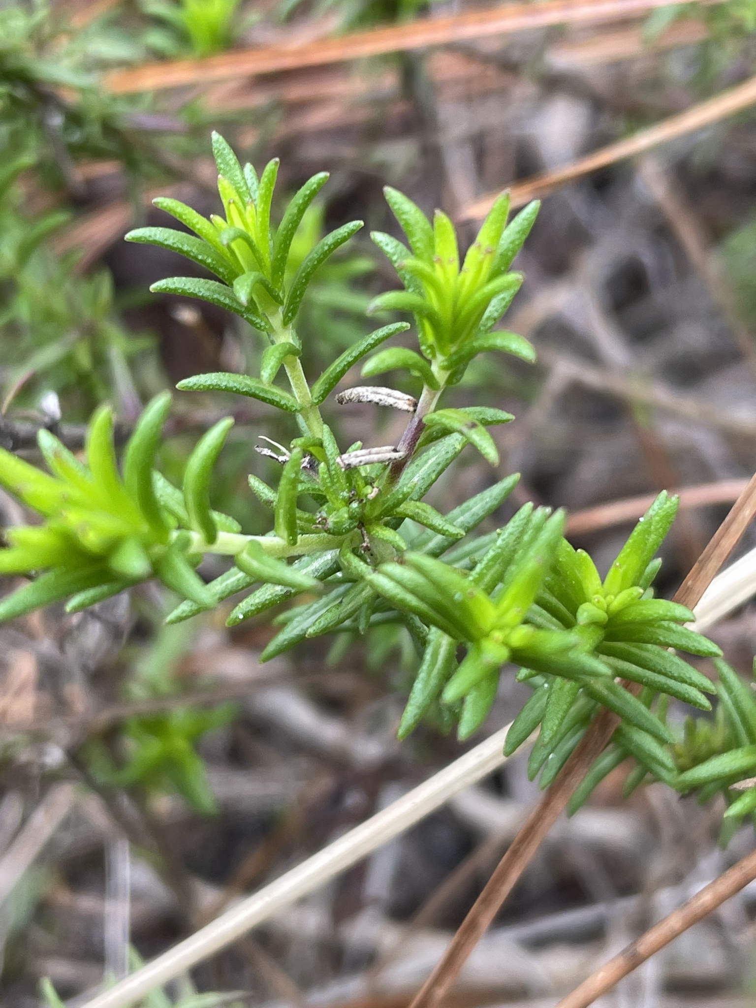 Piloblephis rigida (W.Bartram ex Benth.) Raf.