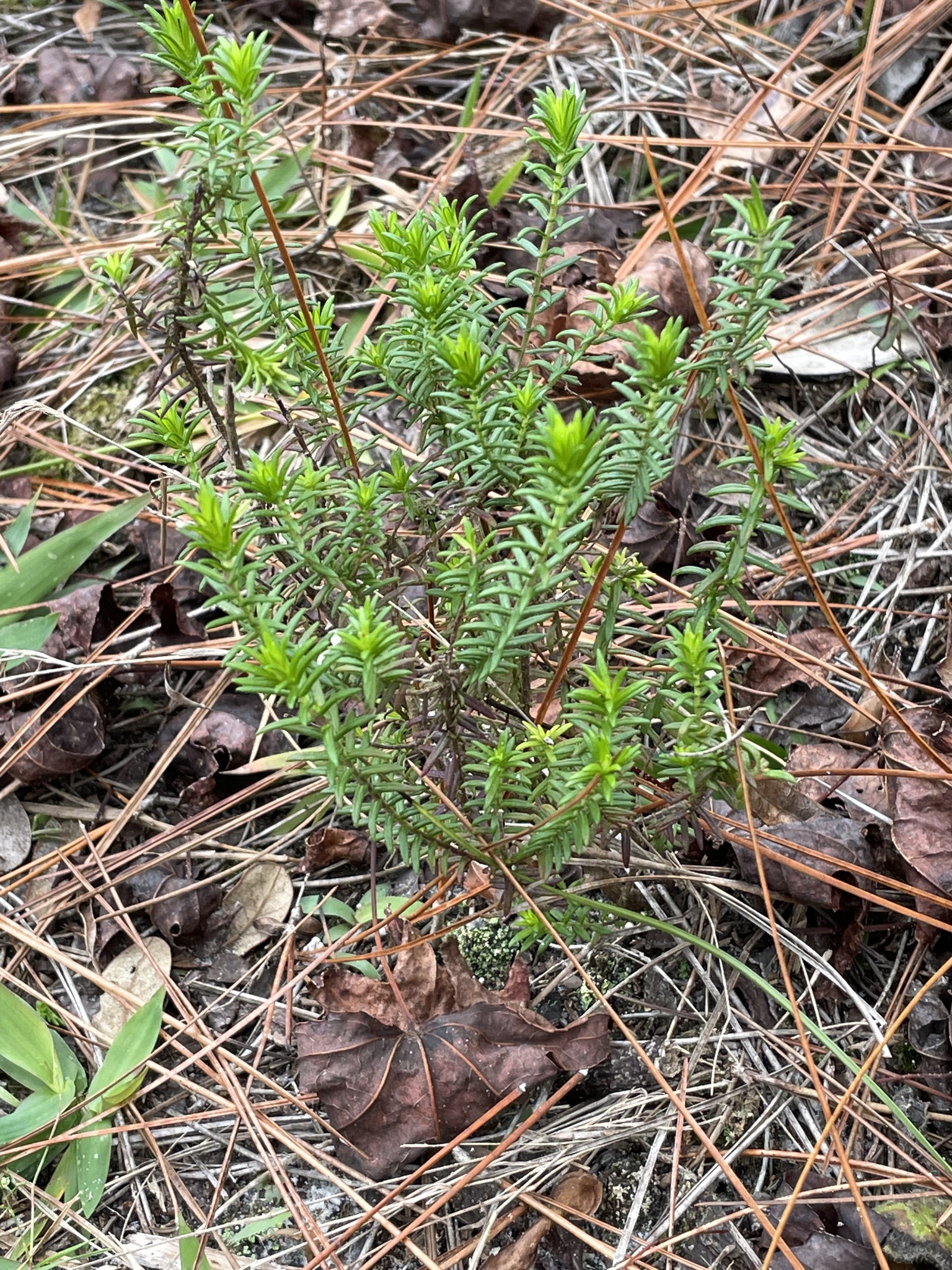 Piloblephis rigida (W.Bartram ex Benth.) Raf.