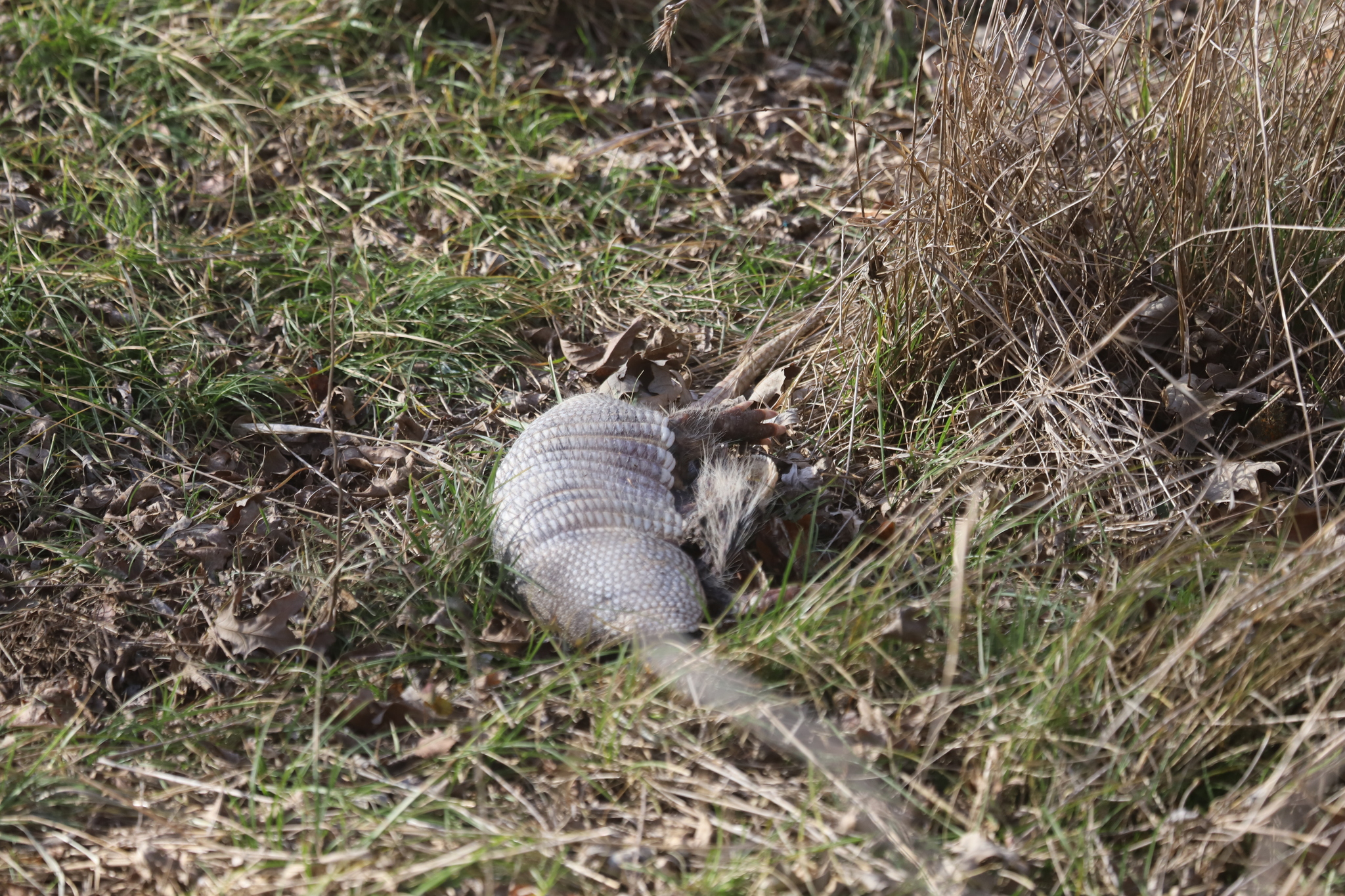 Dasypus novemcinctus Linnaeus, 1758