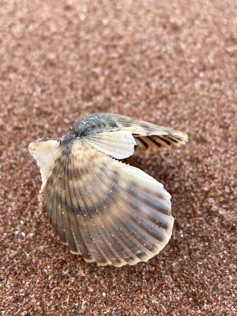Atlantic Bay Scallop from Colville Bay, Souris, PE, CA on December 31 ...